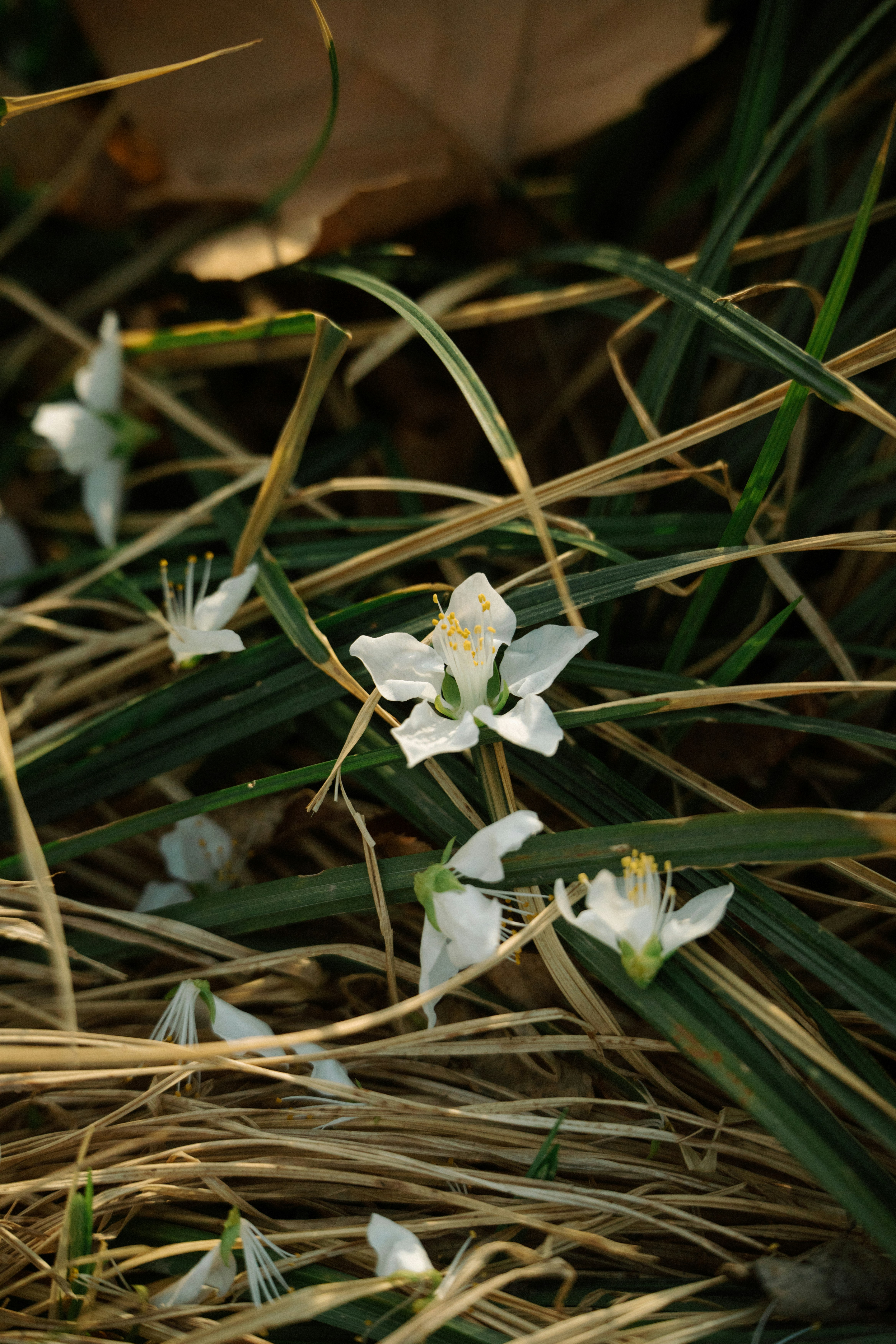 Whispers of White in a Tangle of Grass