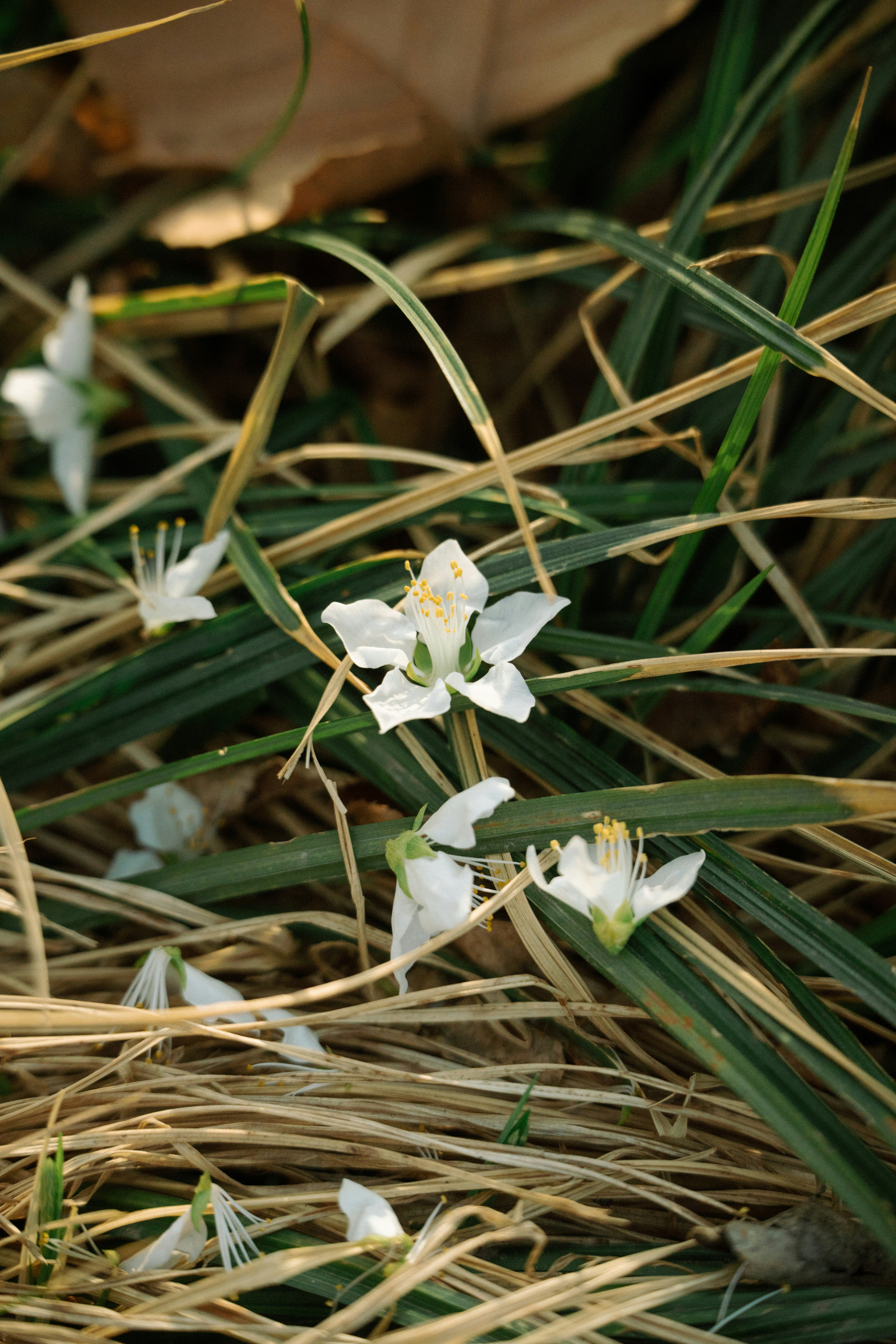 White blossom among dried grasses