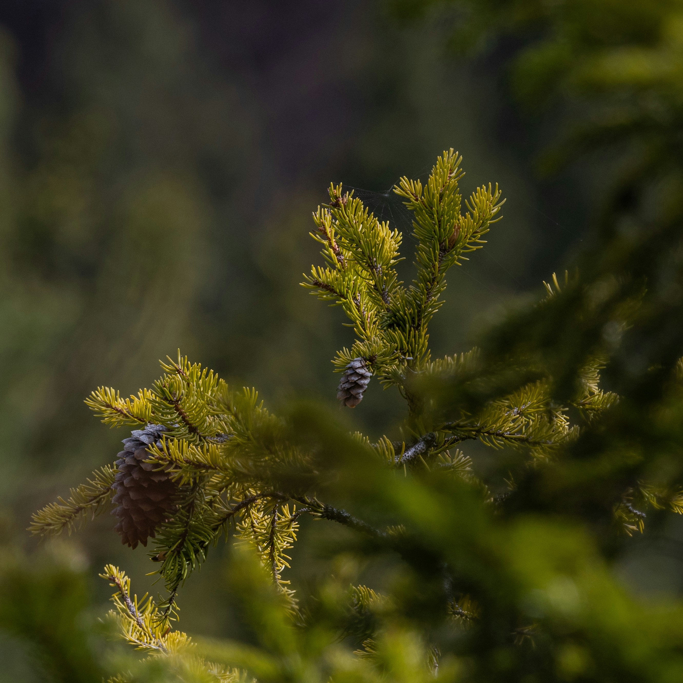 Sunlit Pine Sprig Amid Soft Forest Blur