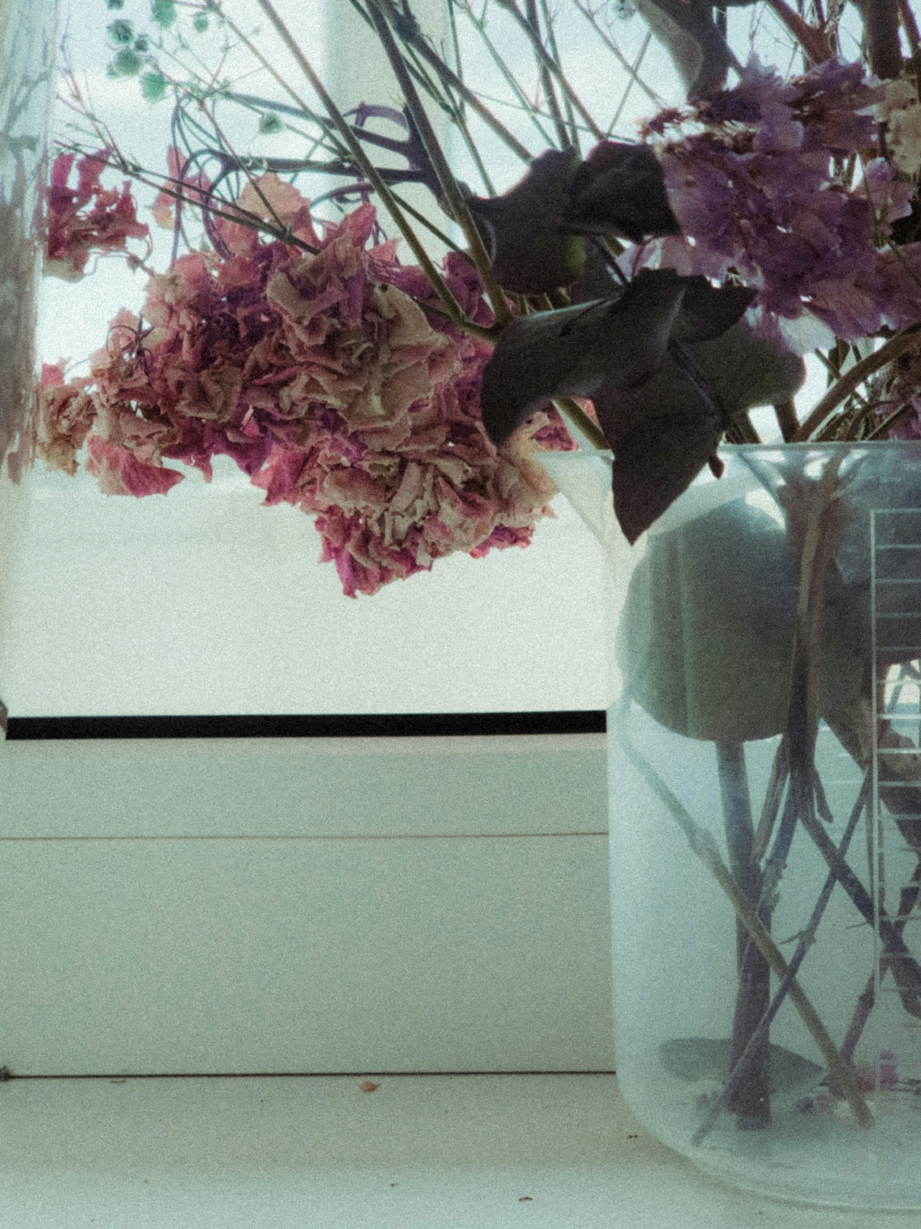 Hydrangea still life with pale vase and soft backlight