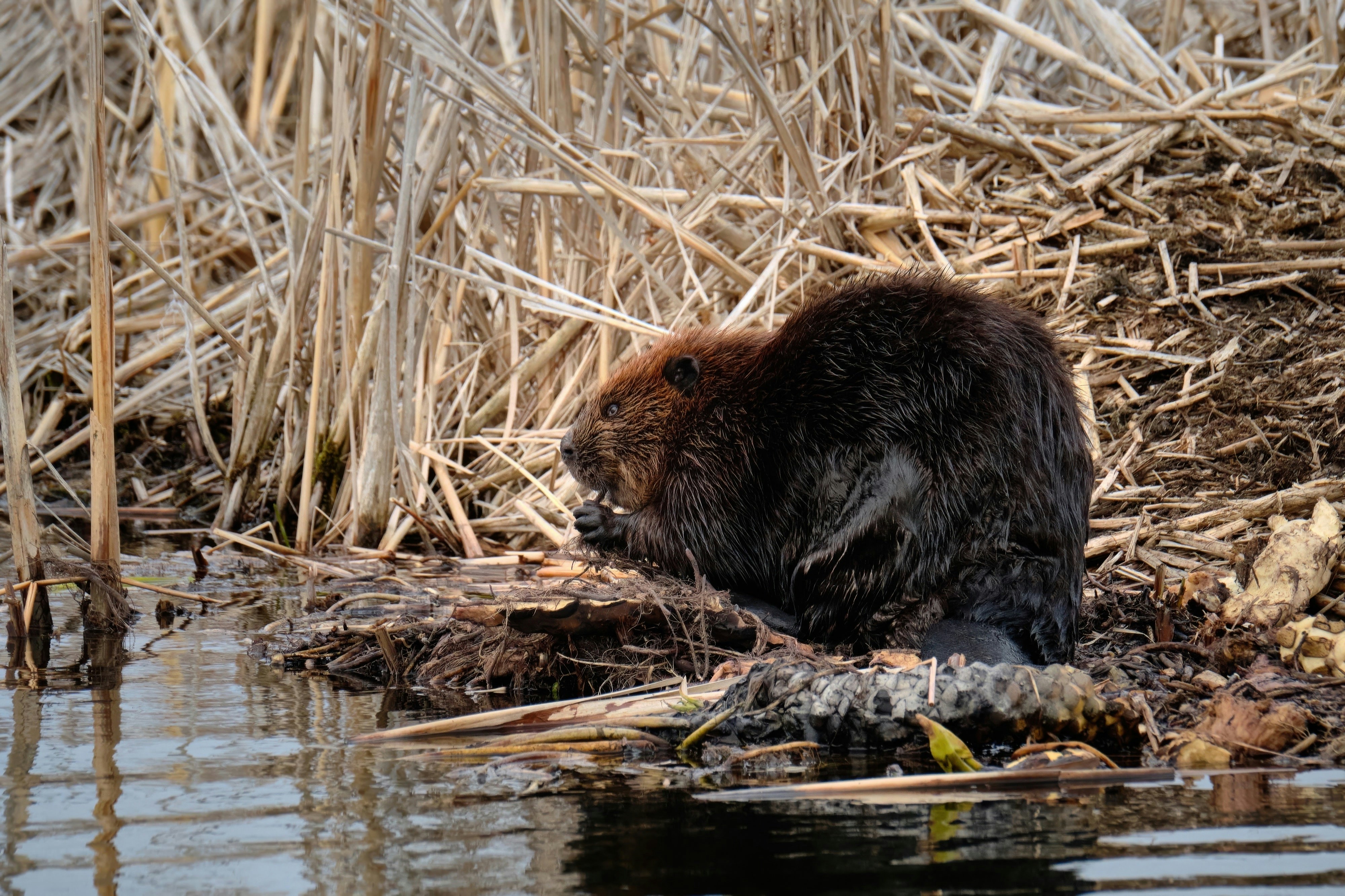 Quiet Beaver by the Reeds at Dusk