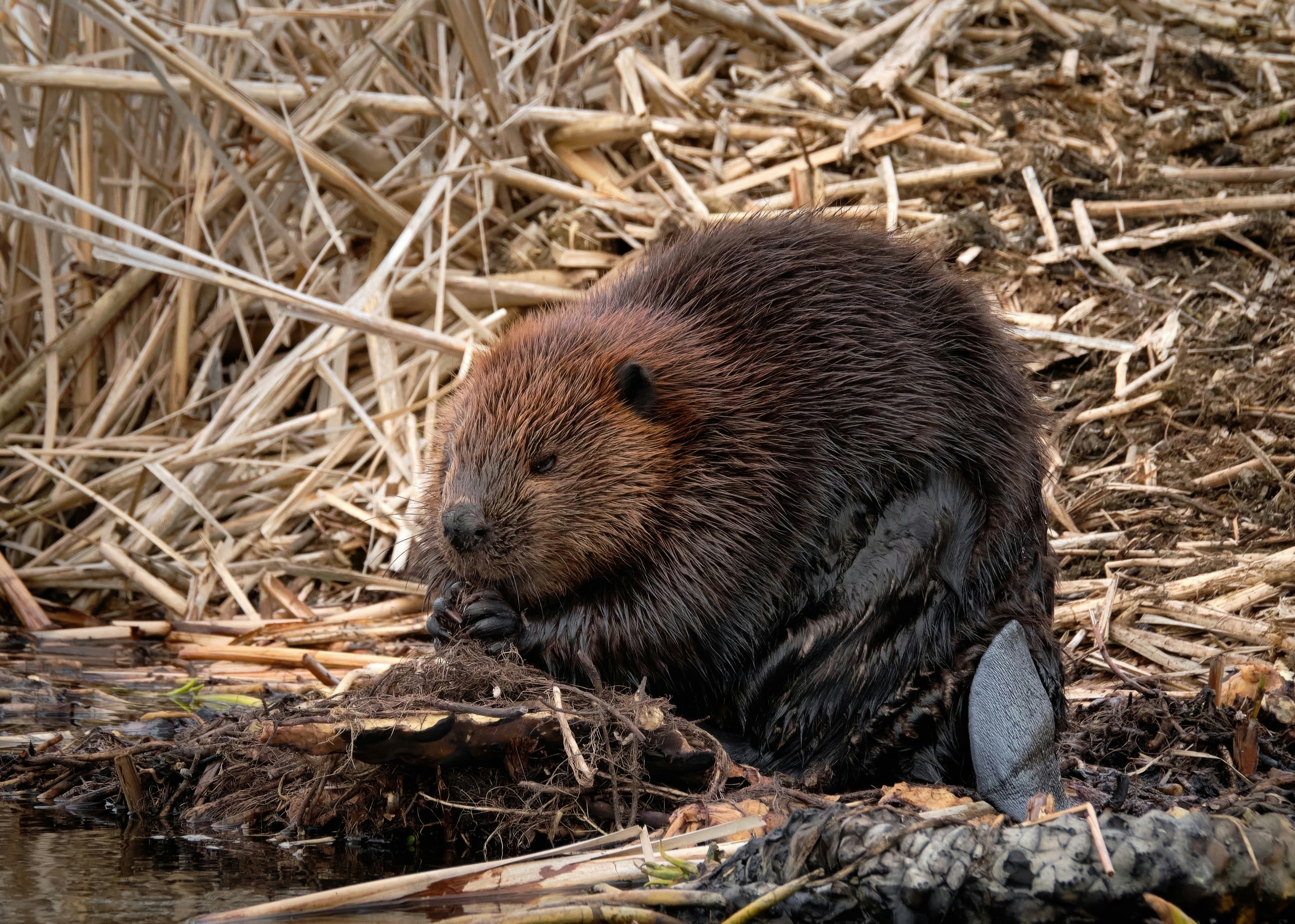Beaver in a marshy riverside nook