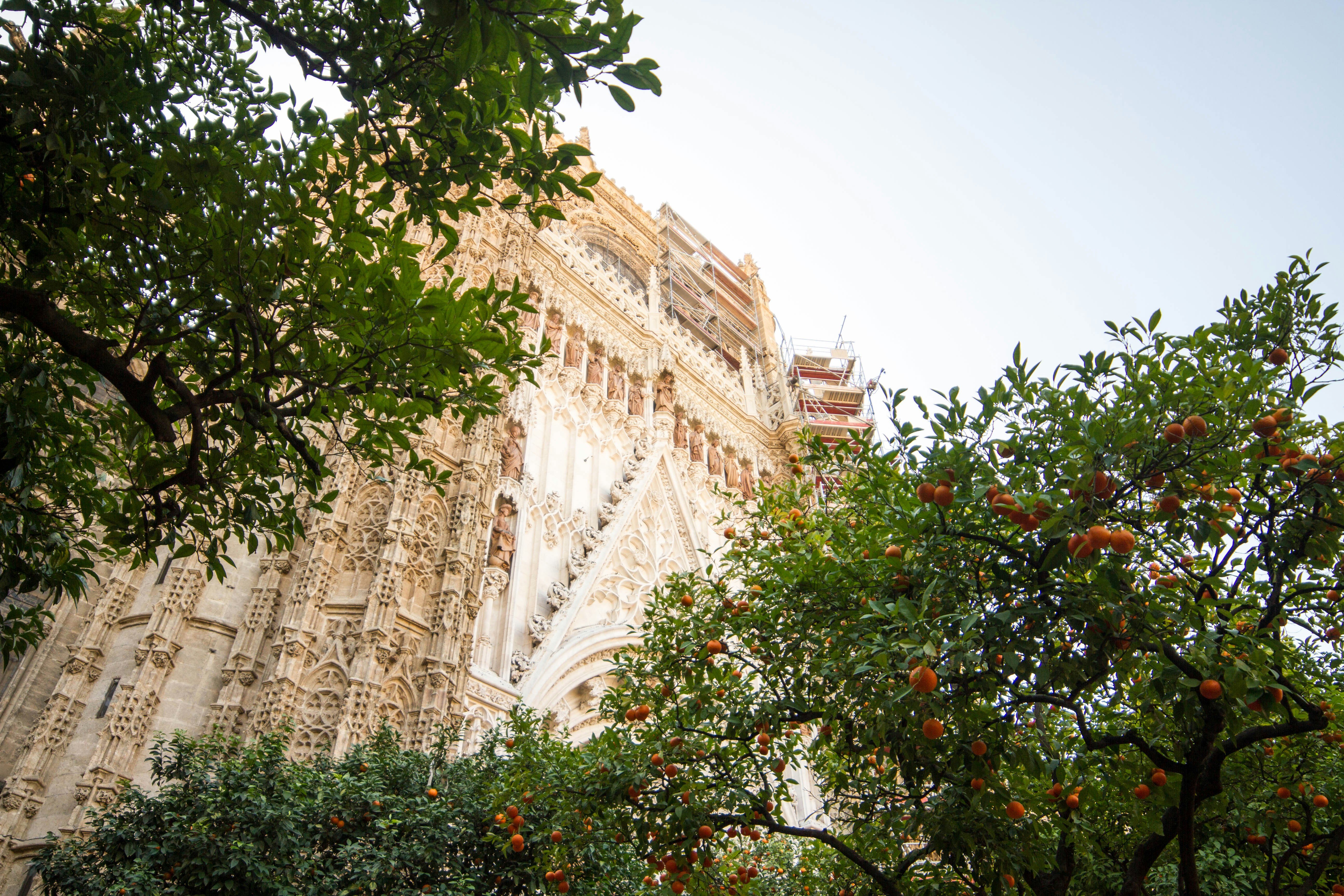 Gothic Cathedral Peeking Through an Orchard Arc