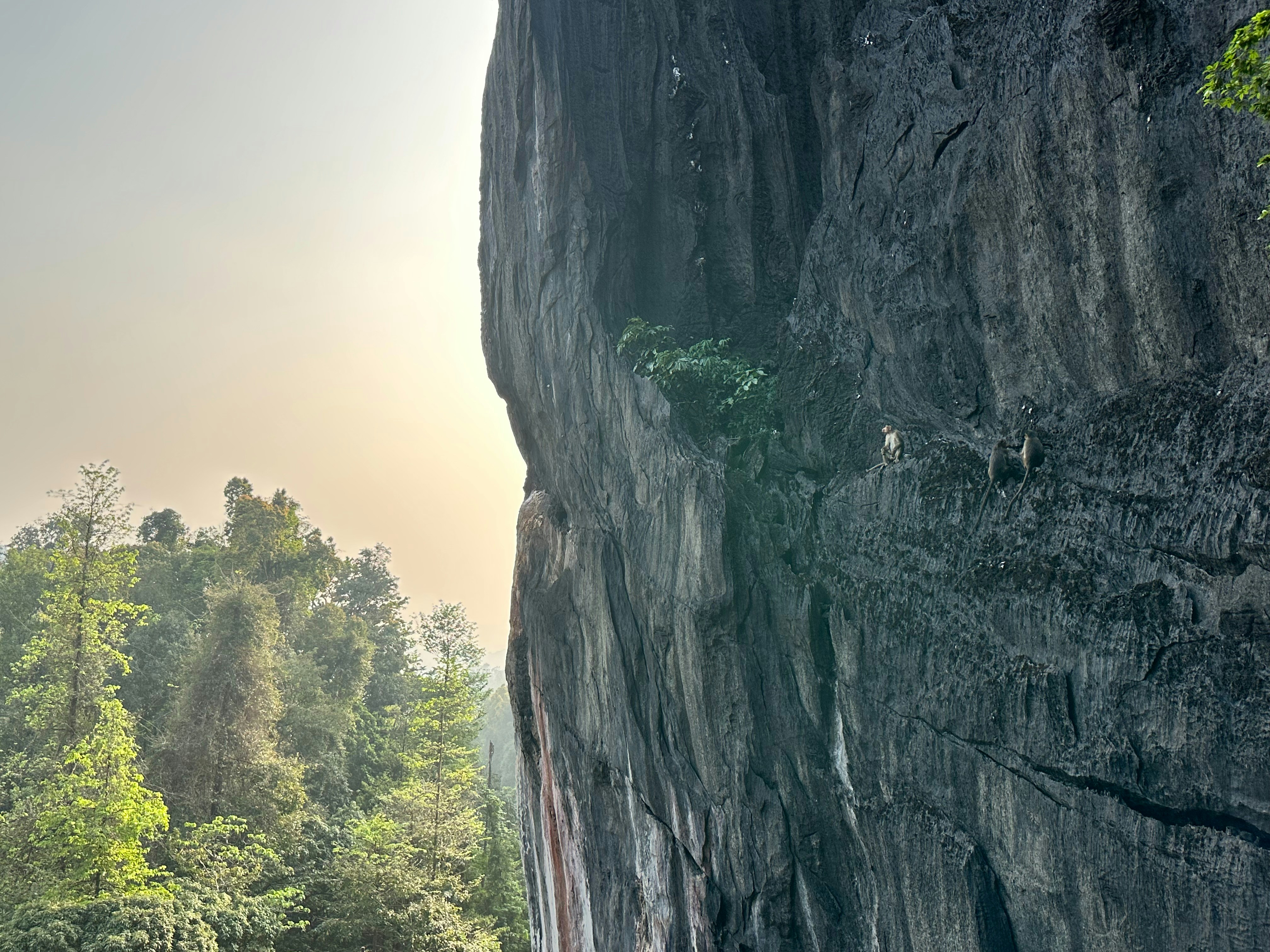 Vertical Cliff Veil: Sunlit Canyon Face and Trees