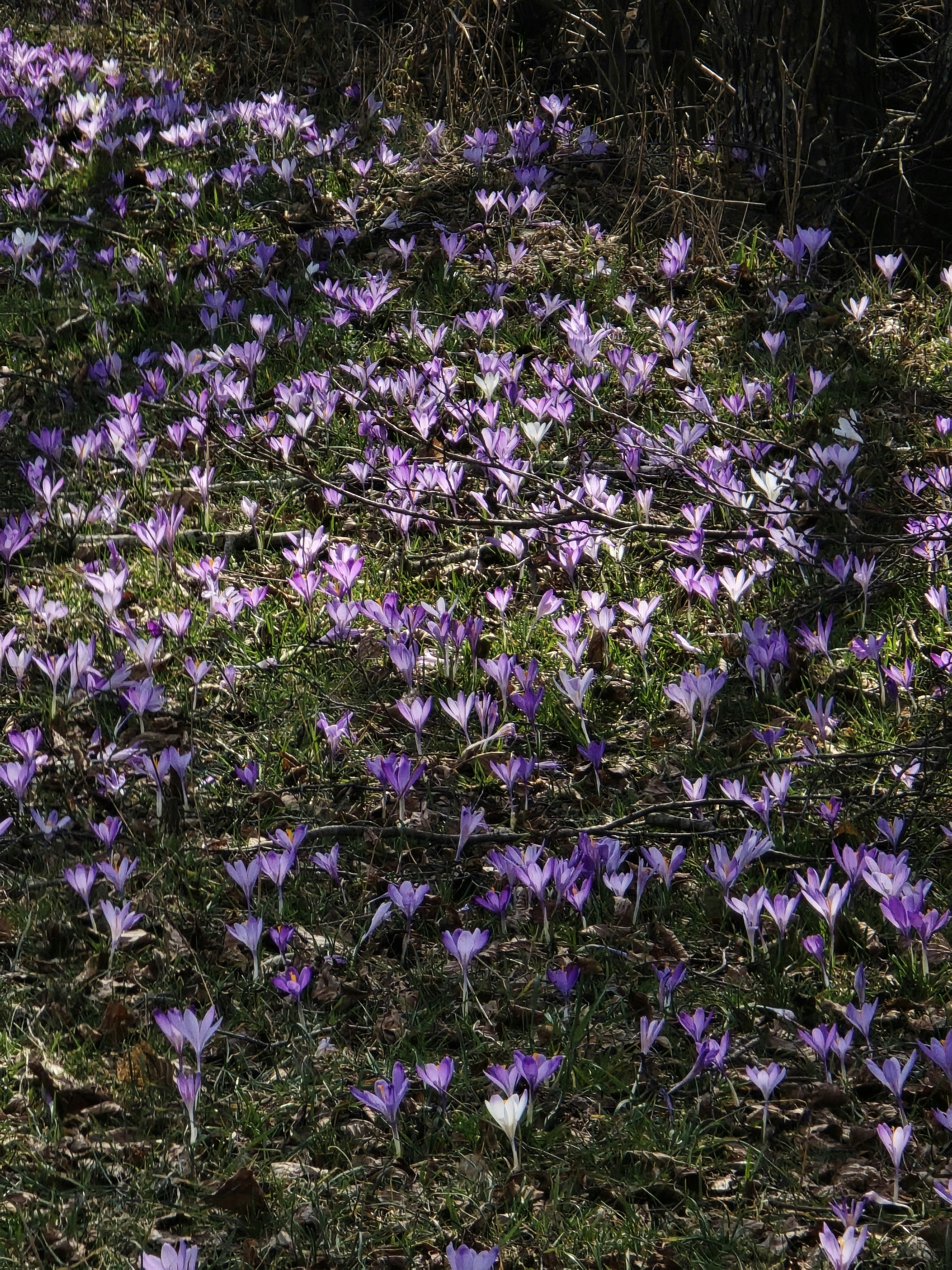 Lavender-petaled carpets: a field of purple crocuses awaken under spring light