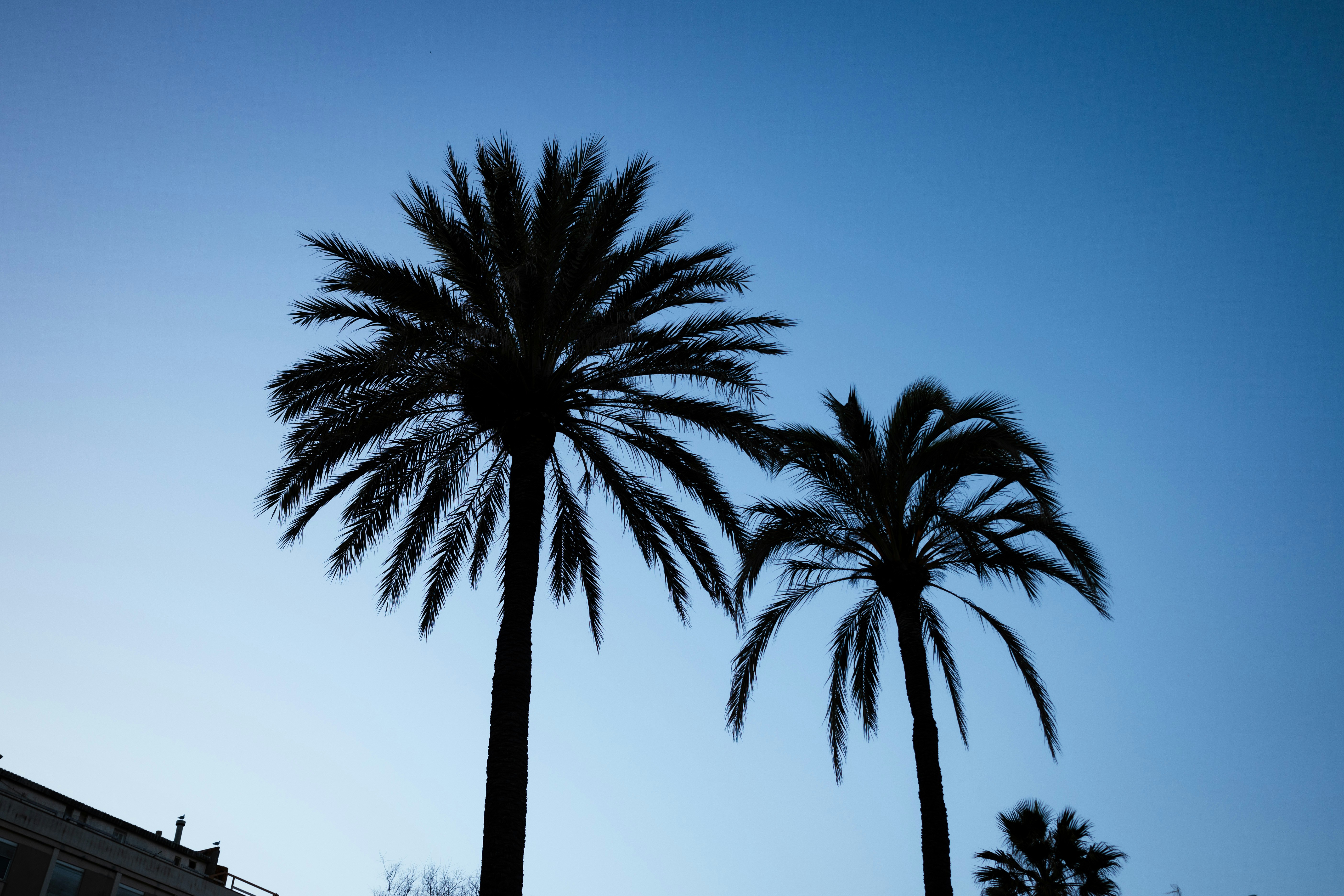 Twin Palms Against a Clear Sky