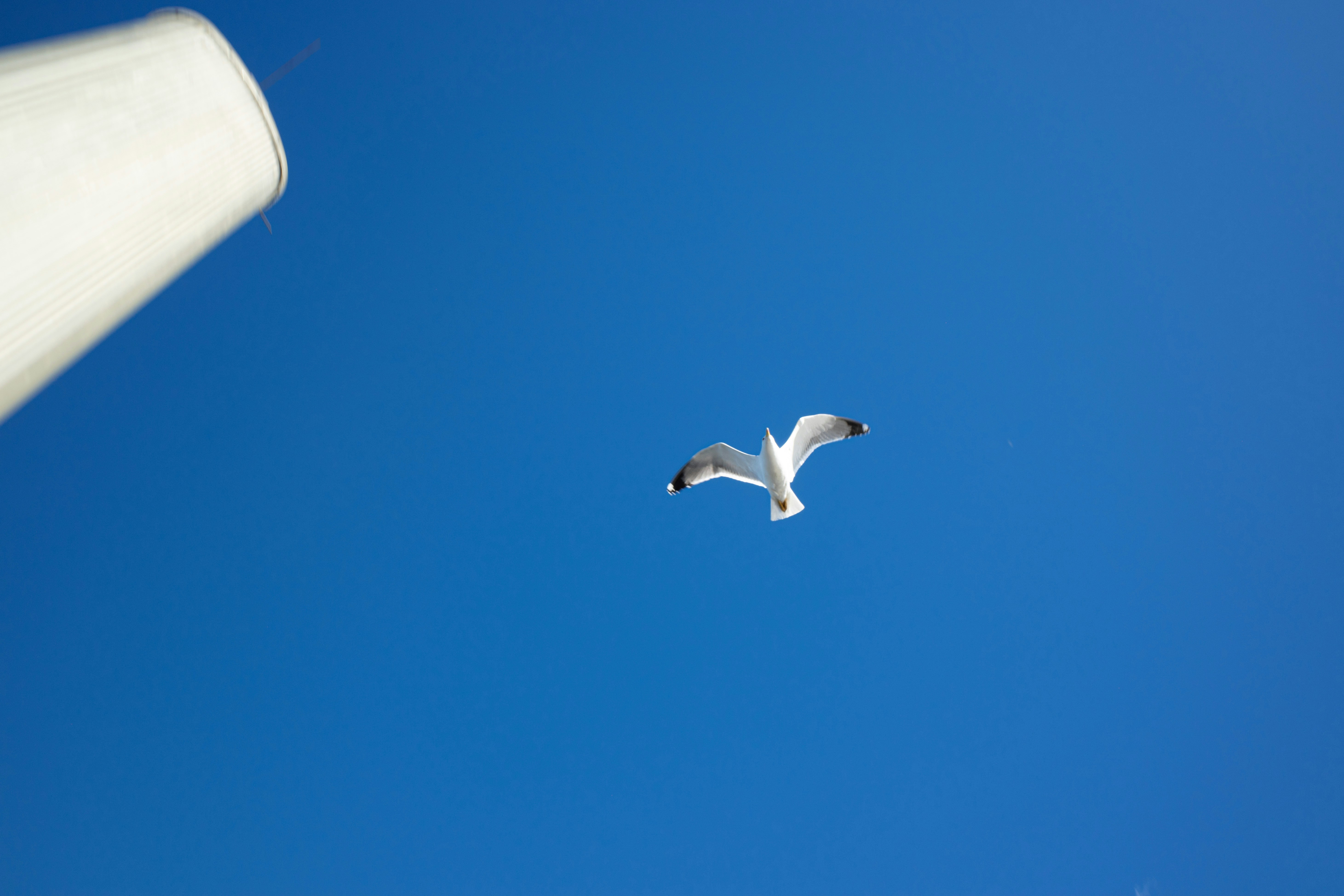 Mid-air Glider: A lone seabird carving through a pristine blue sky beside a distant structure