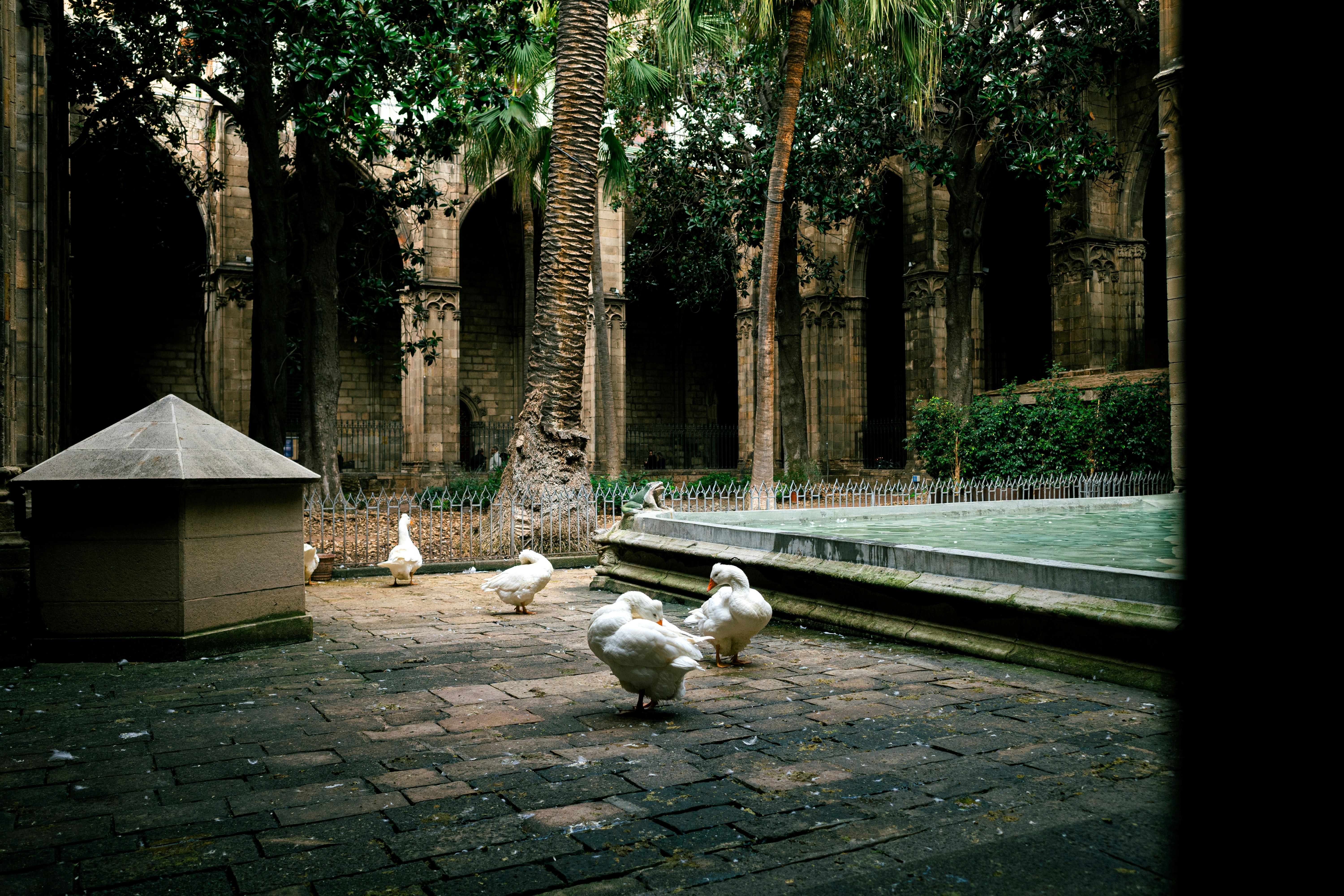 Curious ducks in a quiet cloistered courtyard