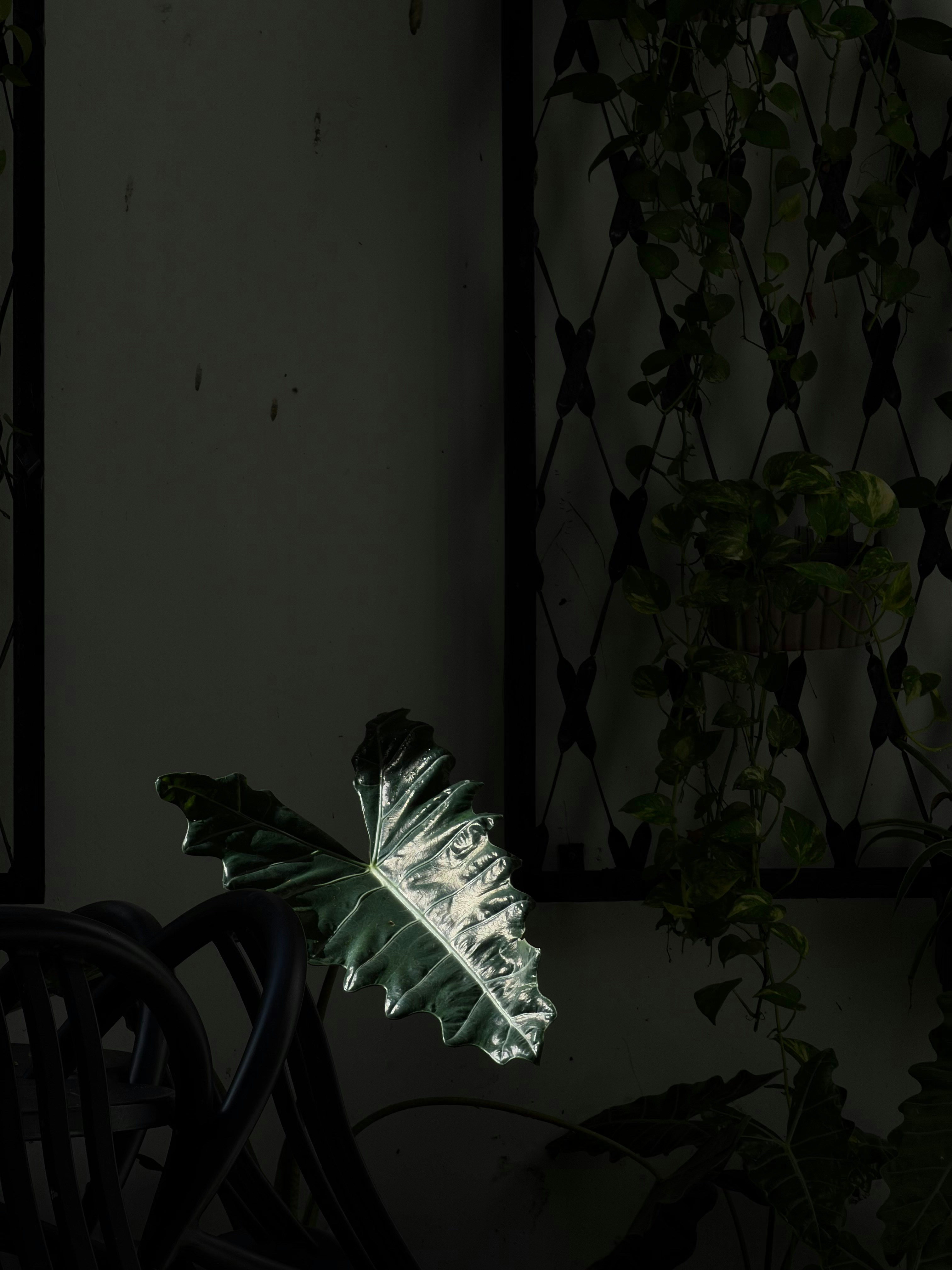 Luminous Leaf in a Shadowed Courtyard