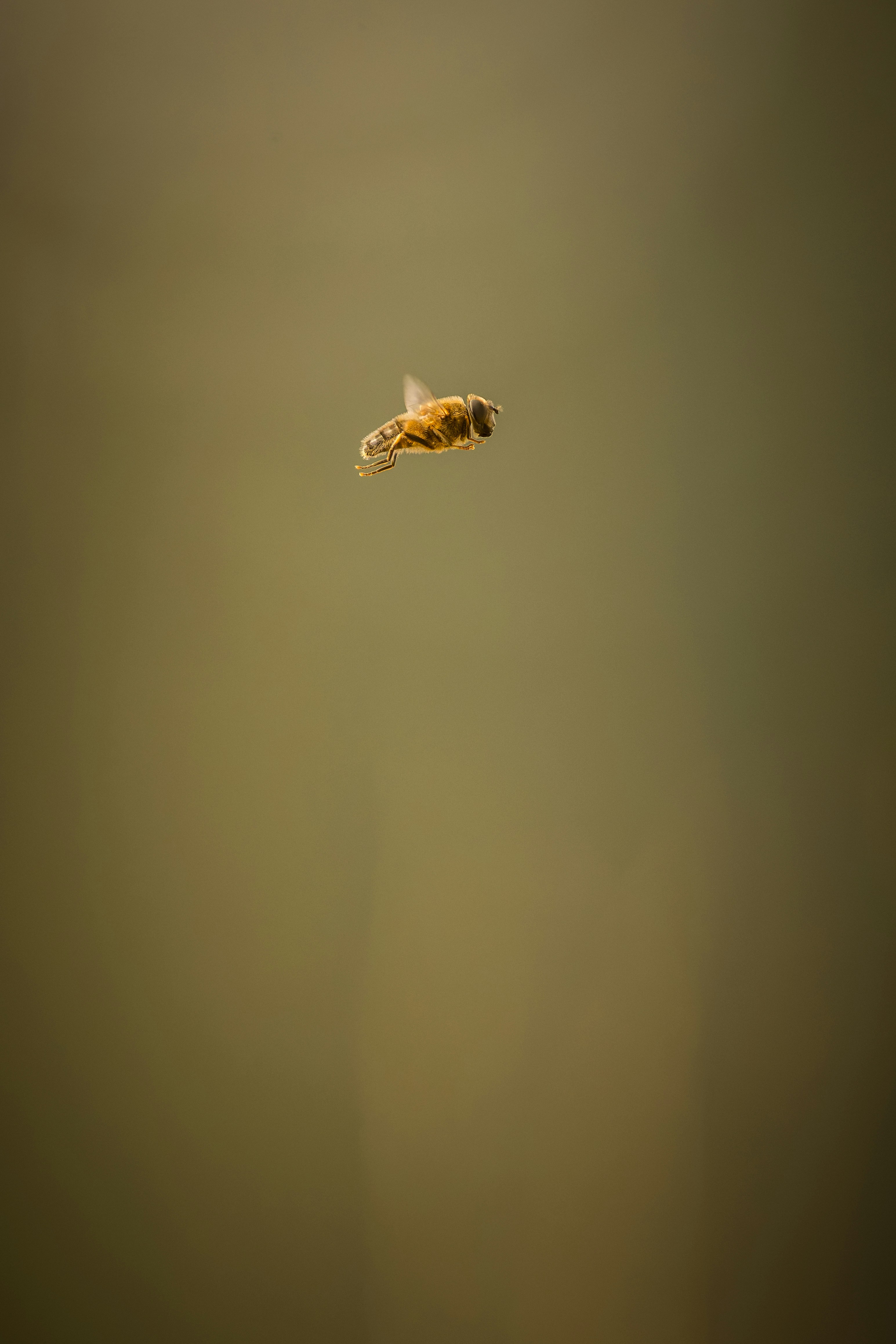 Hovering Miner: A Tiny Bee Adrift in a Golden Quiet
