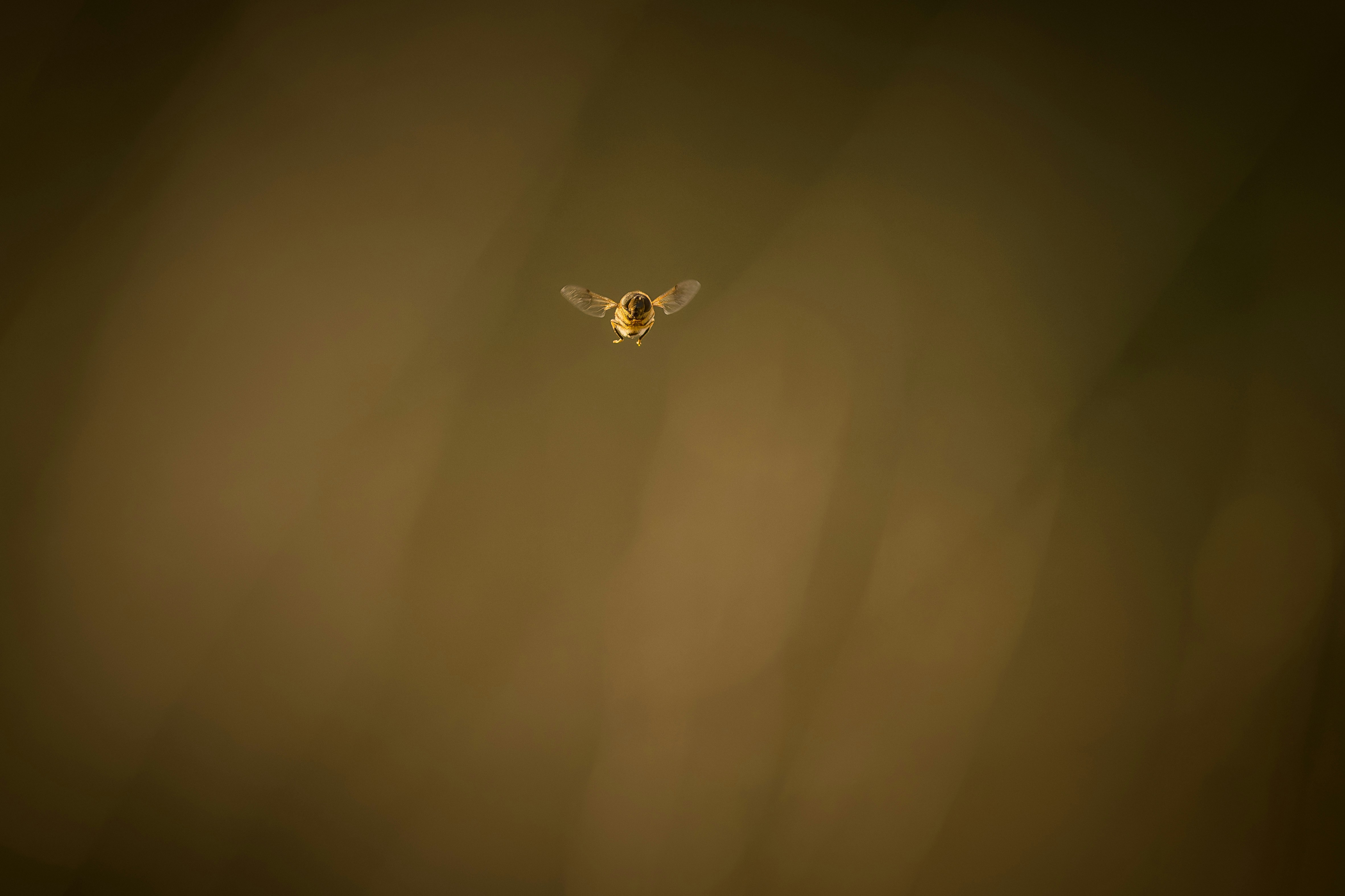 Tiny Winged Beacon: A Distant Hover in Golden Quiet