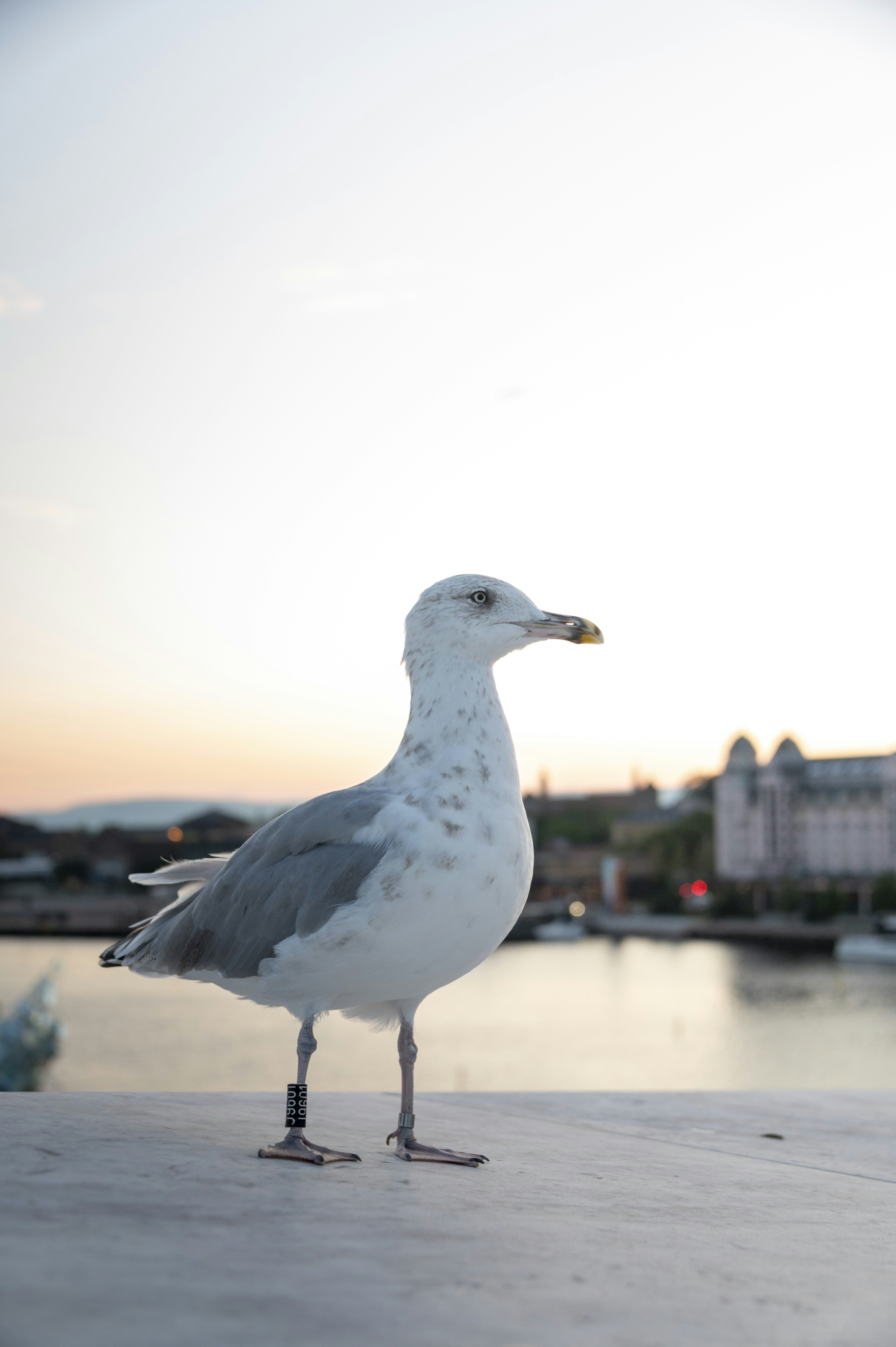 Seaside Gull in Quiet Light at Dusk