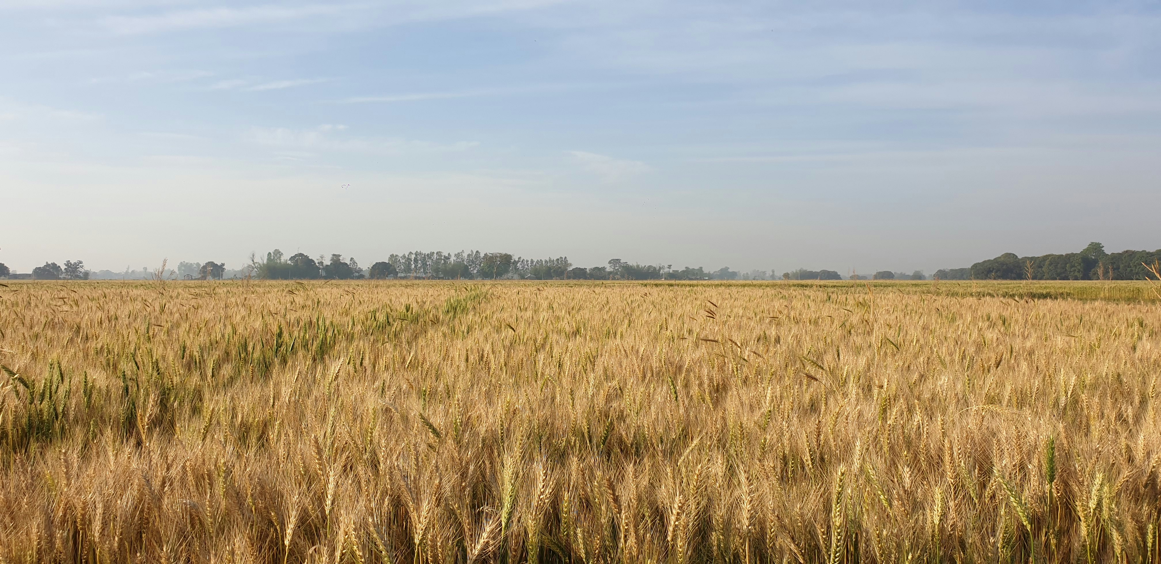 Amber Sea of Grain Under a Quiet Sky