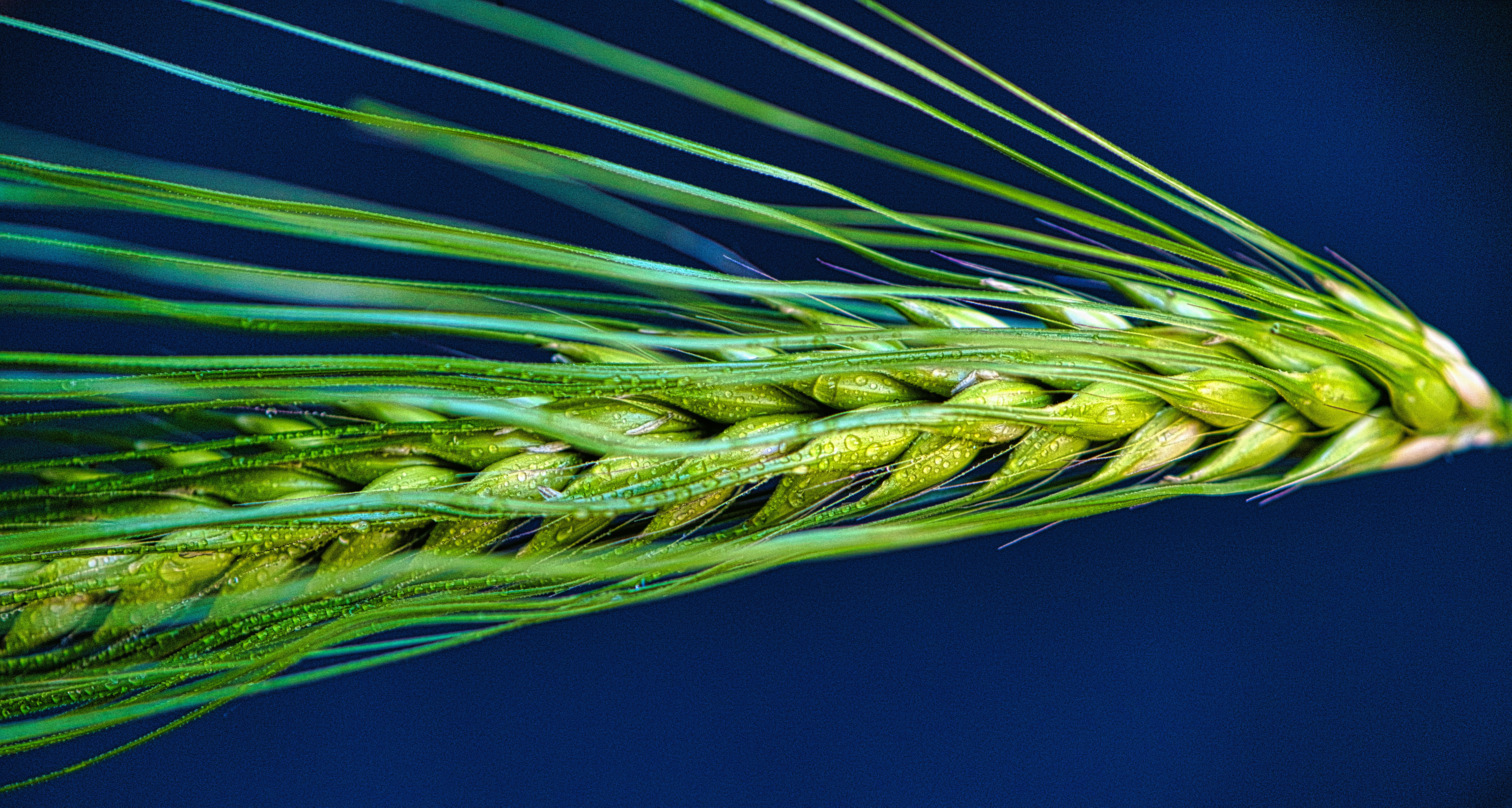 Macro Dawn: a single blade of barley against a cobalt canvas