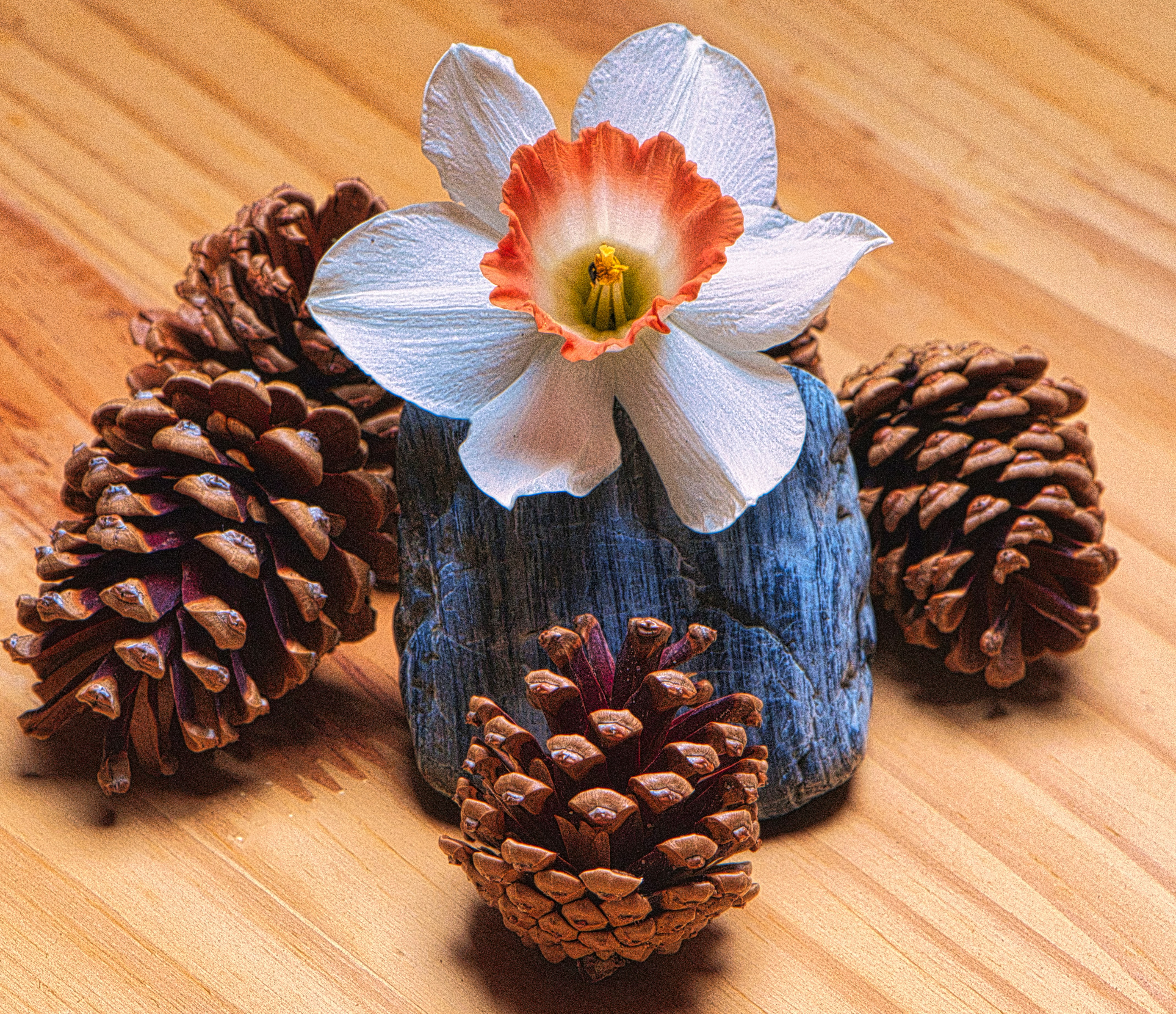 White daffodil resting in a blue vase among pinecones on a wooden surface
