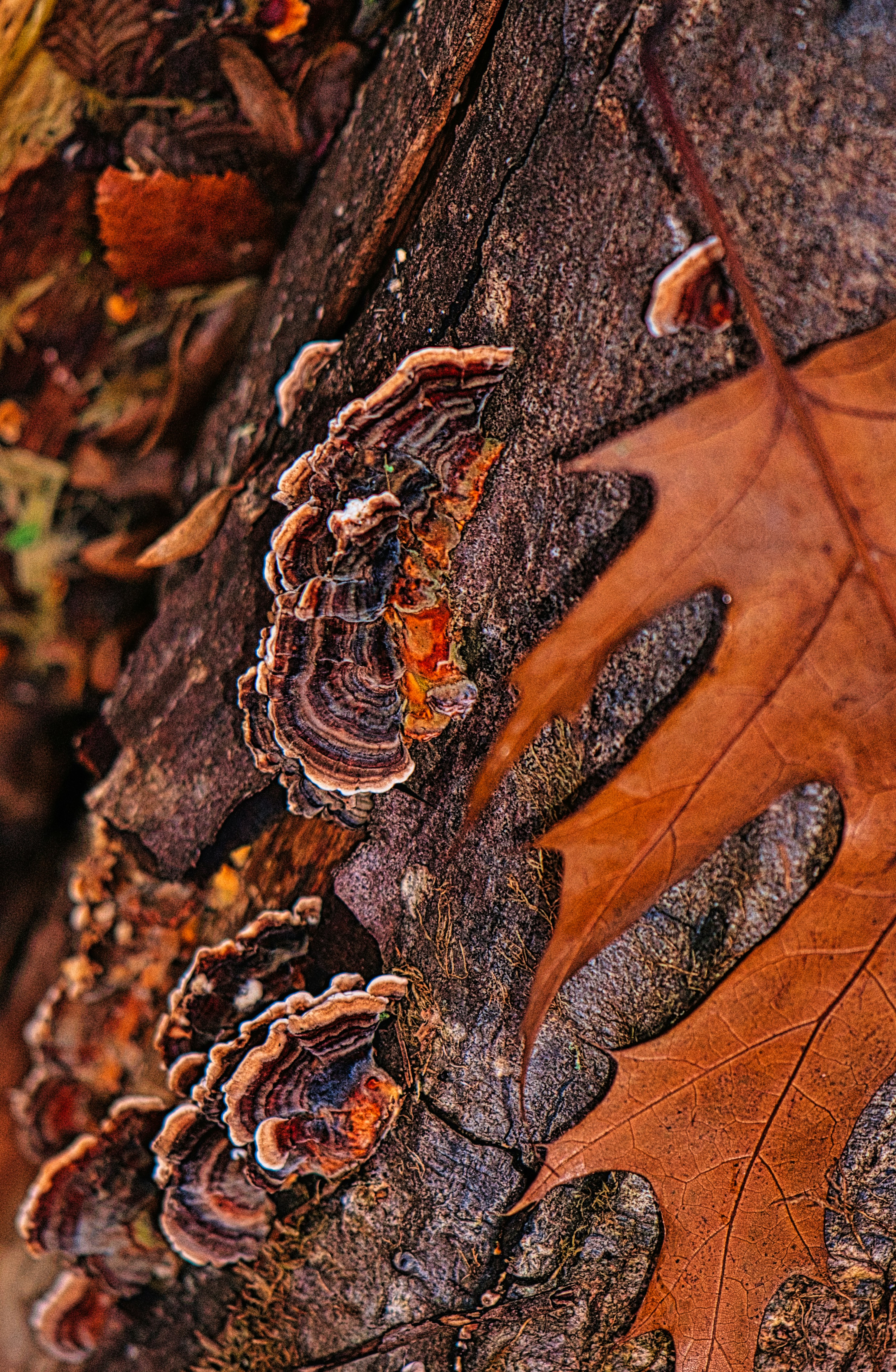 Fungal Circles on Weathered Bark: Autumn Trophies in Low Light