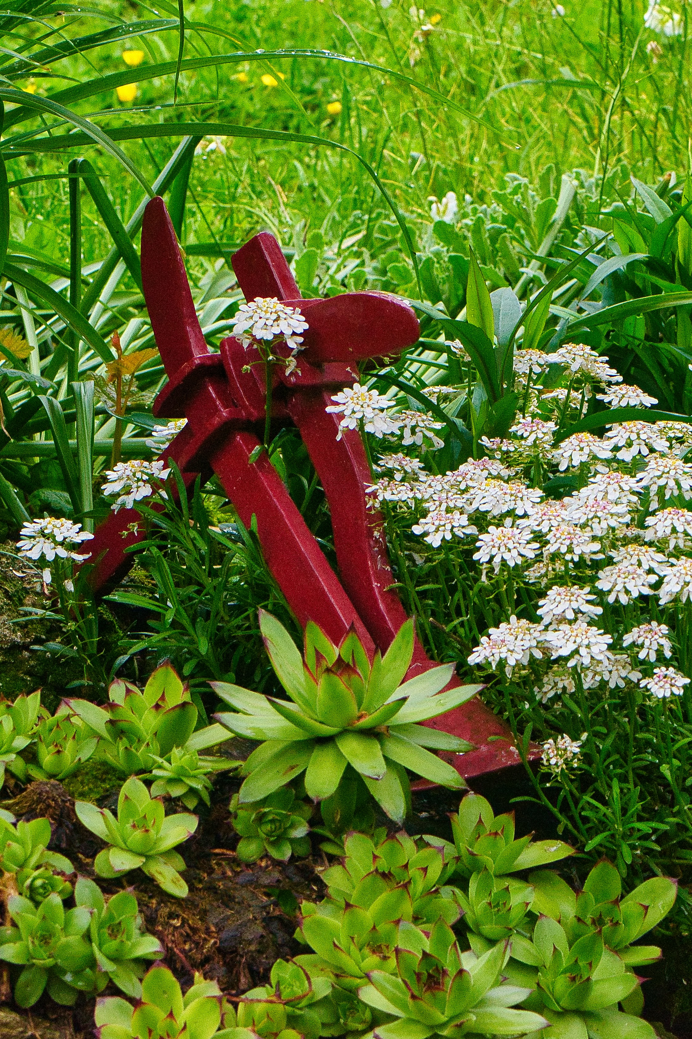 Red garden sculpture among white blossoms and green succulents
