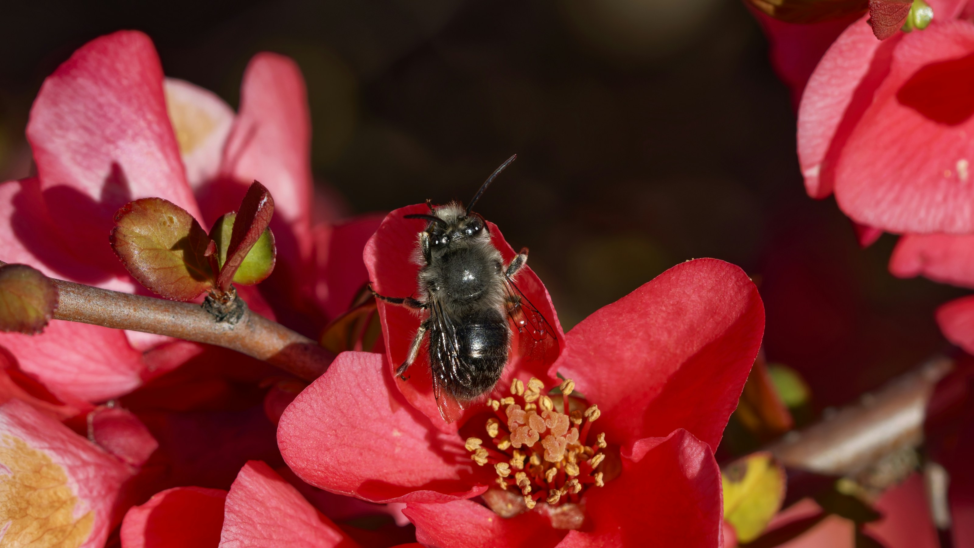 Bee at Center Stage: A Floral Standoff on Red Petals