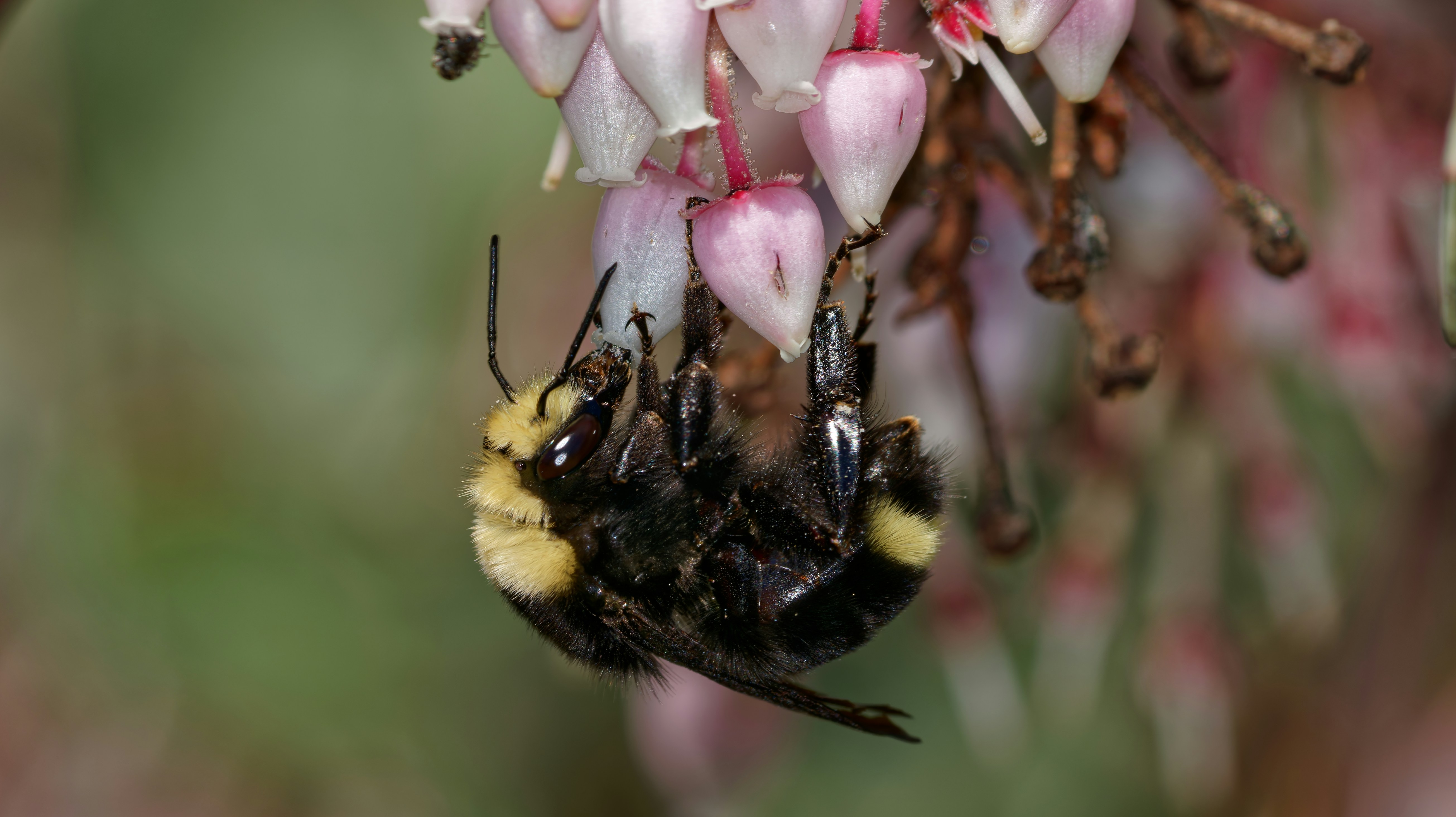 Hanging by a Thorn: A Bumblebee's Rest on Pink Buds