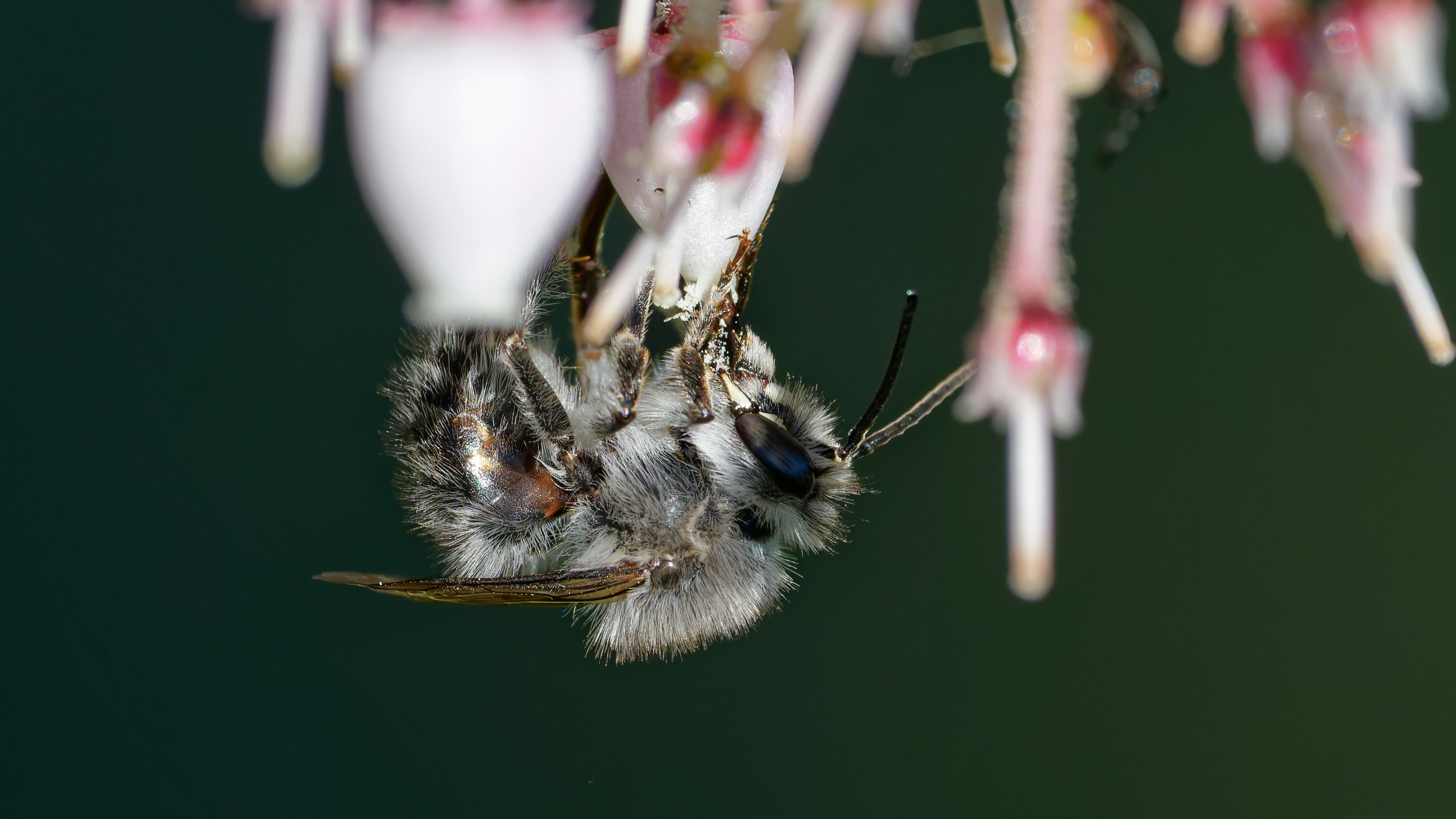 Hanging in Suspense: A Bee Clings to a Pink-White Petal