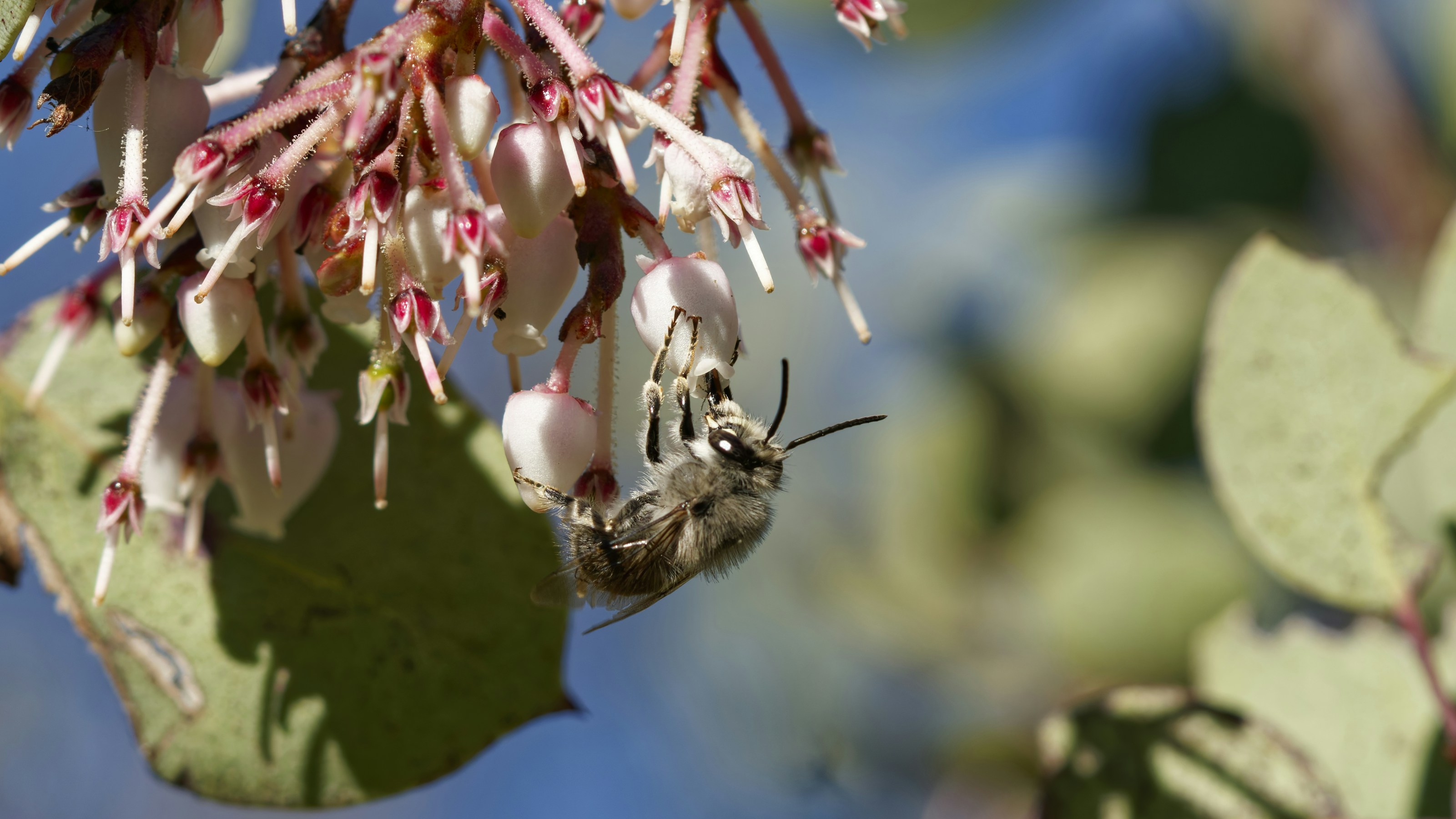 Buzz at the Bloom: A Bee Delves into Scarlet Nectar