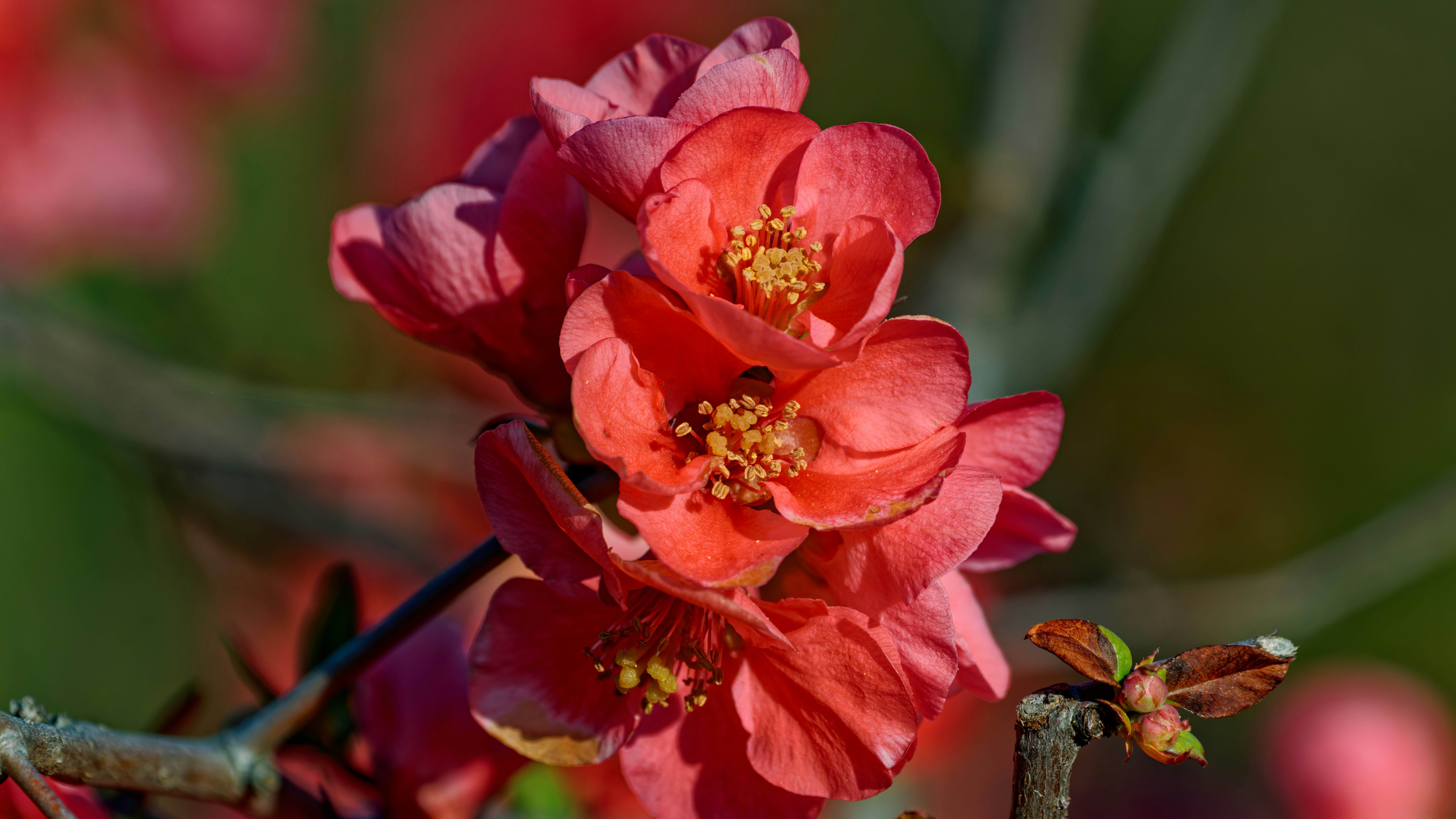 Crimson Blossom Cluster with Sunlit Petals