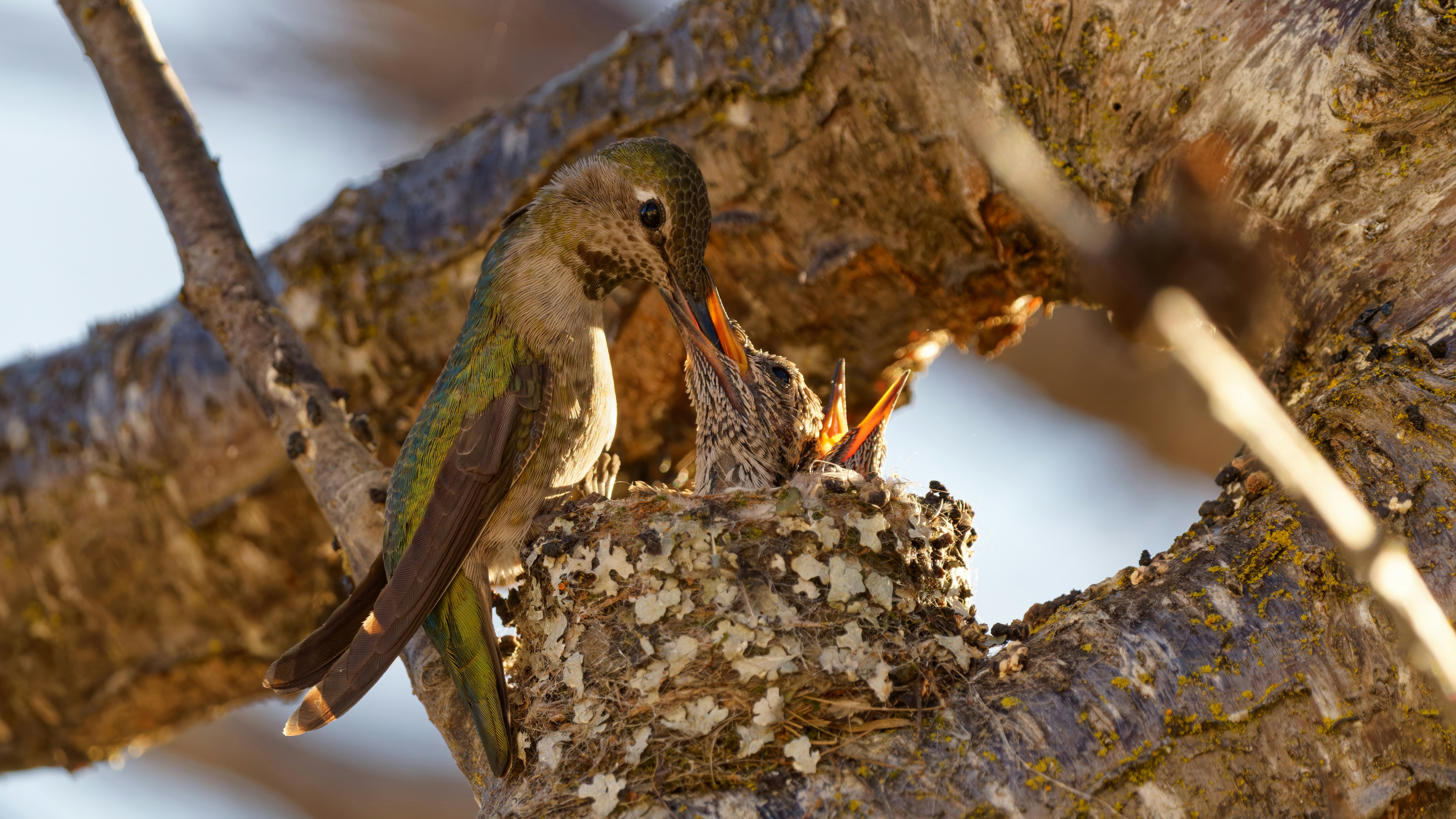 Feeding Moment: Hummingbird Tenderly Nurturing Its Young