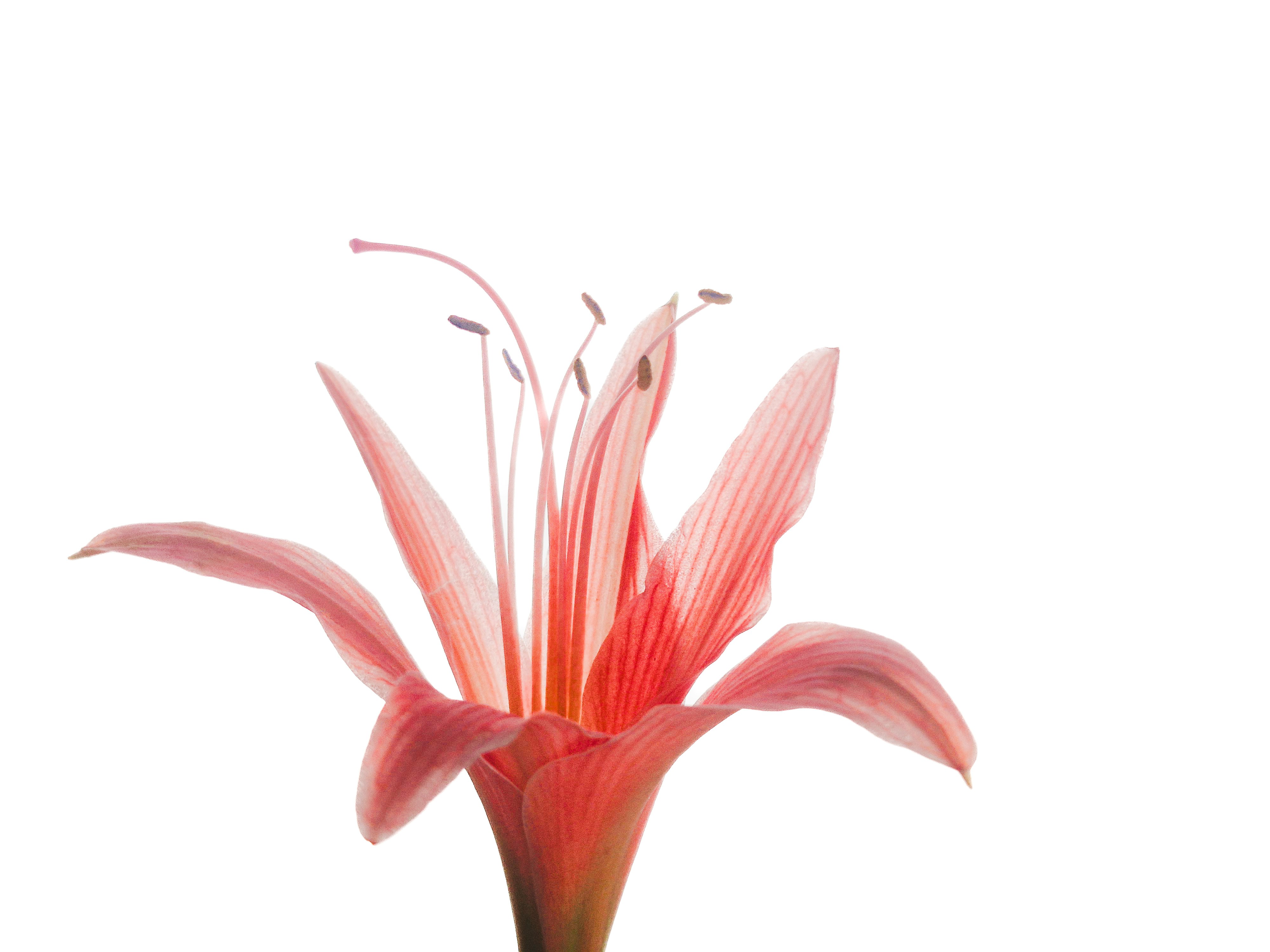 Petal Fire: A Coral Lily Opens to Light