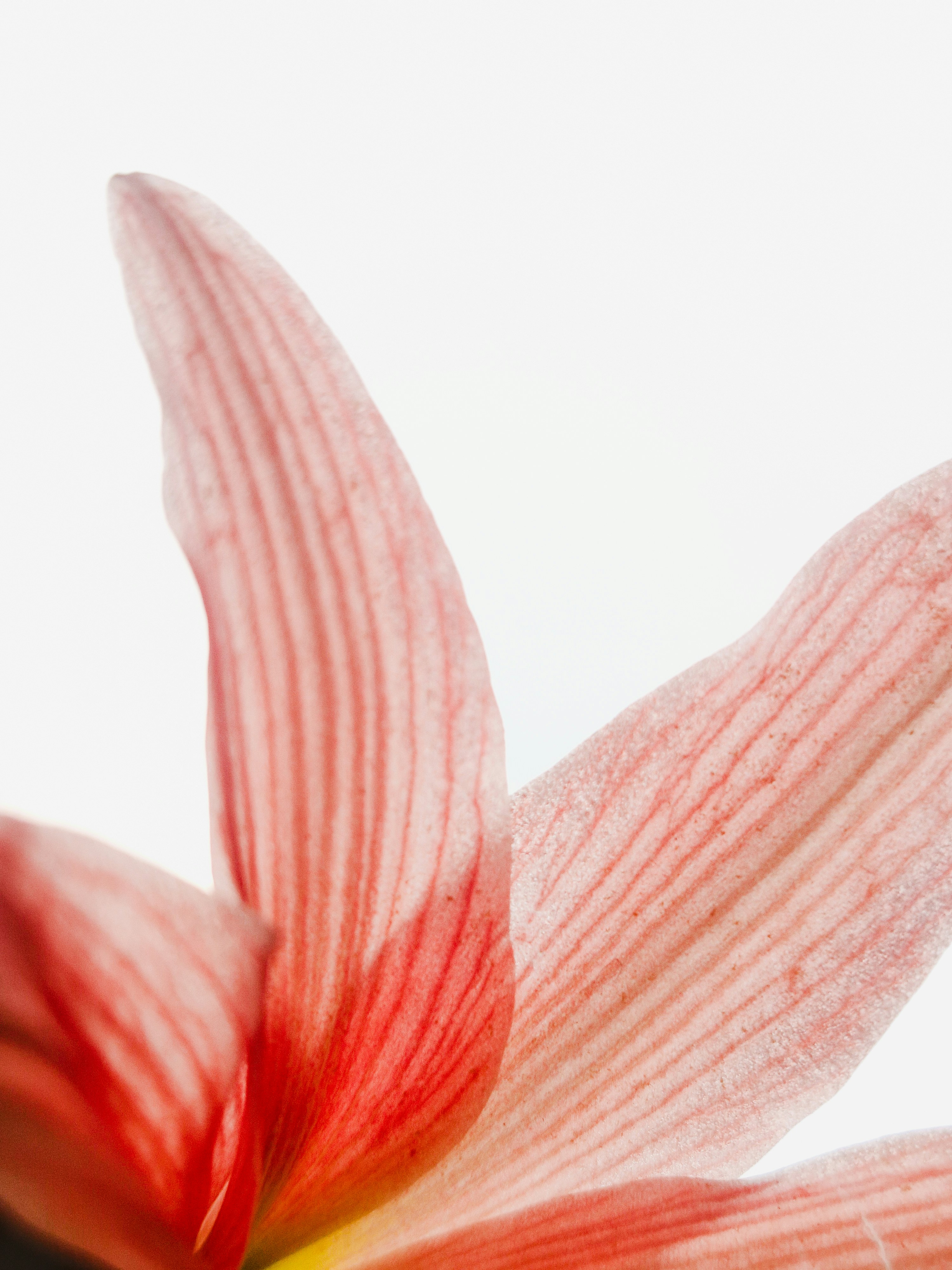 Close-up of a Soft-Pink Petal's Striations