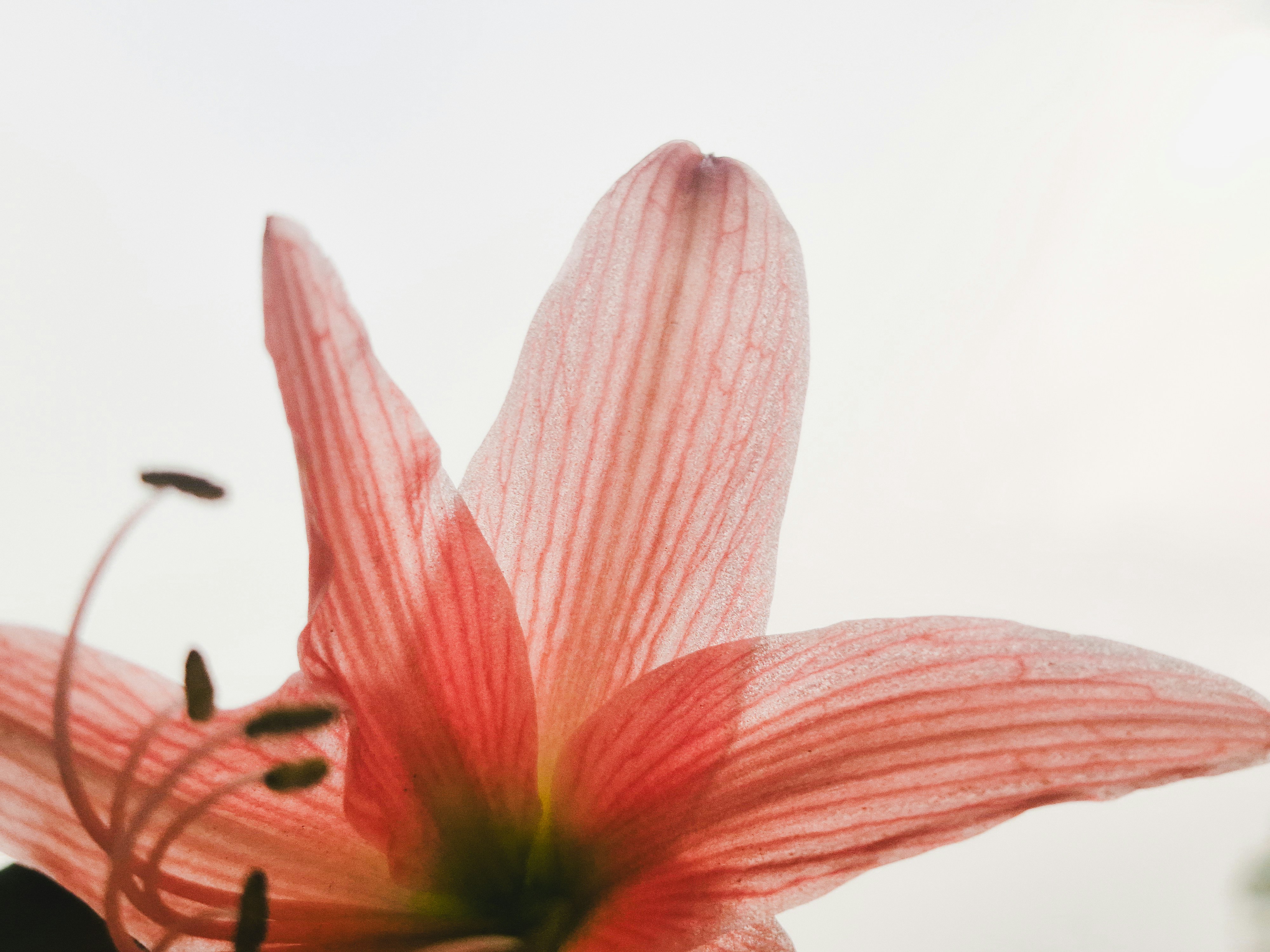 Petal Spotlight: a close-up of a pink lily unfurling