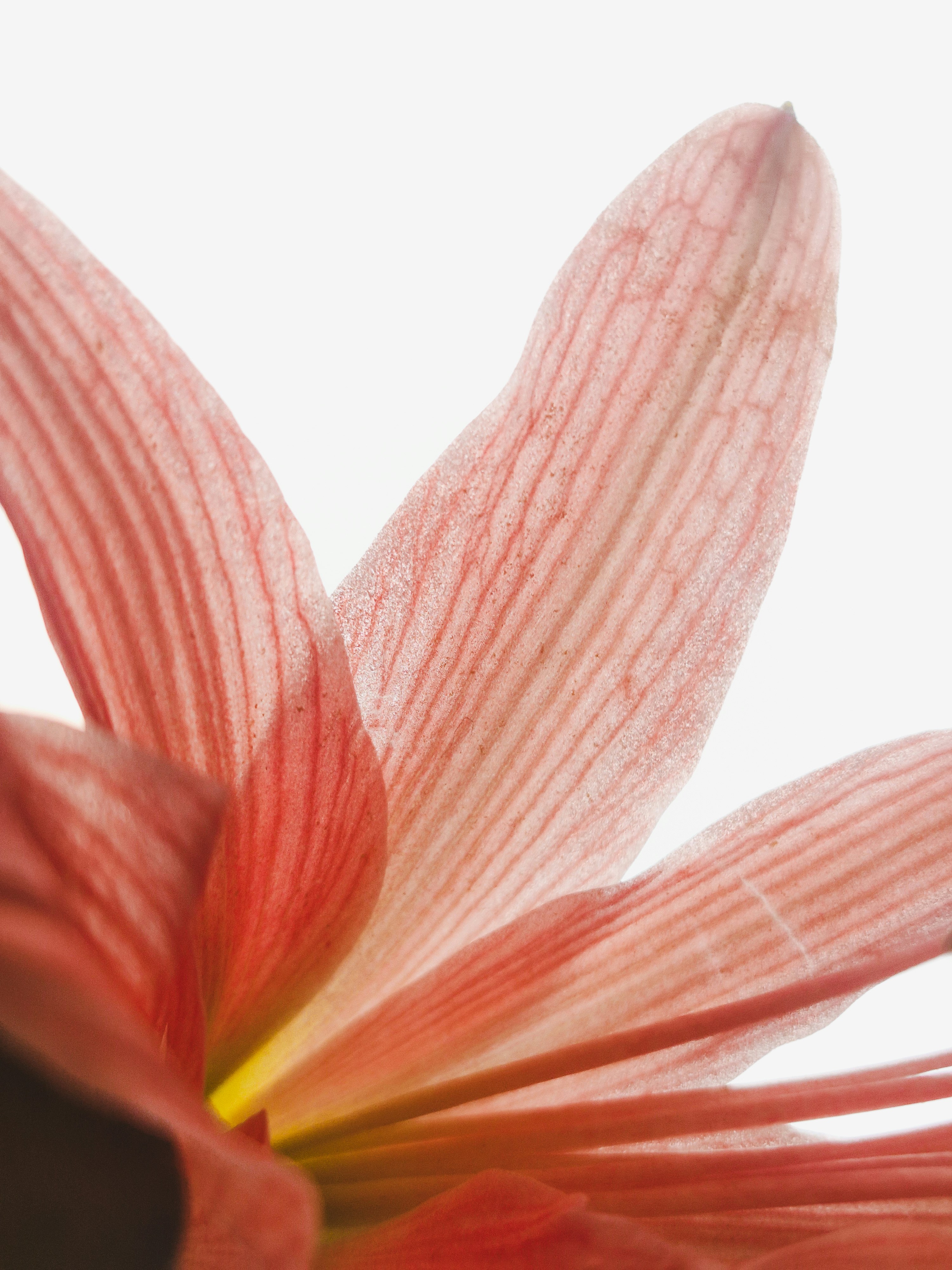 Petal Whisper: a Close-Up of Coral Veins and Soft Light