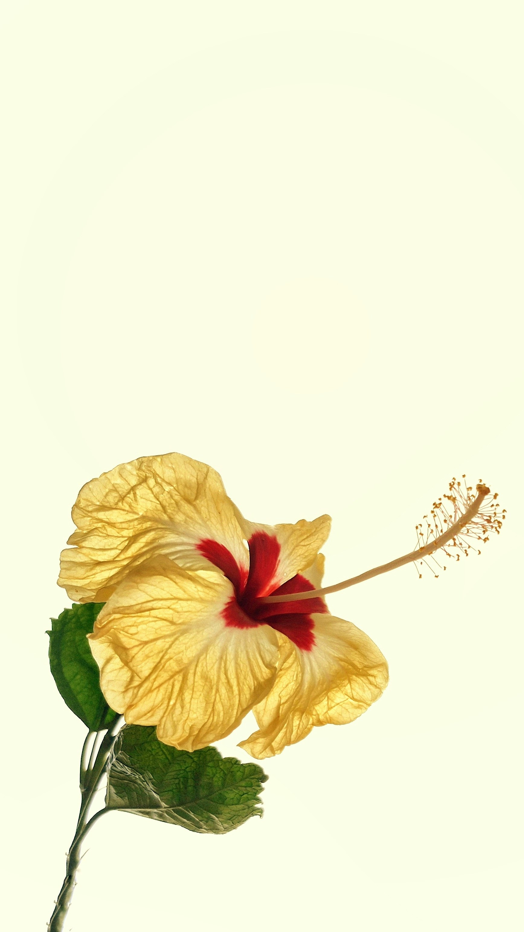 Hibiscus in Soft Backlight