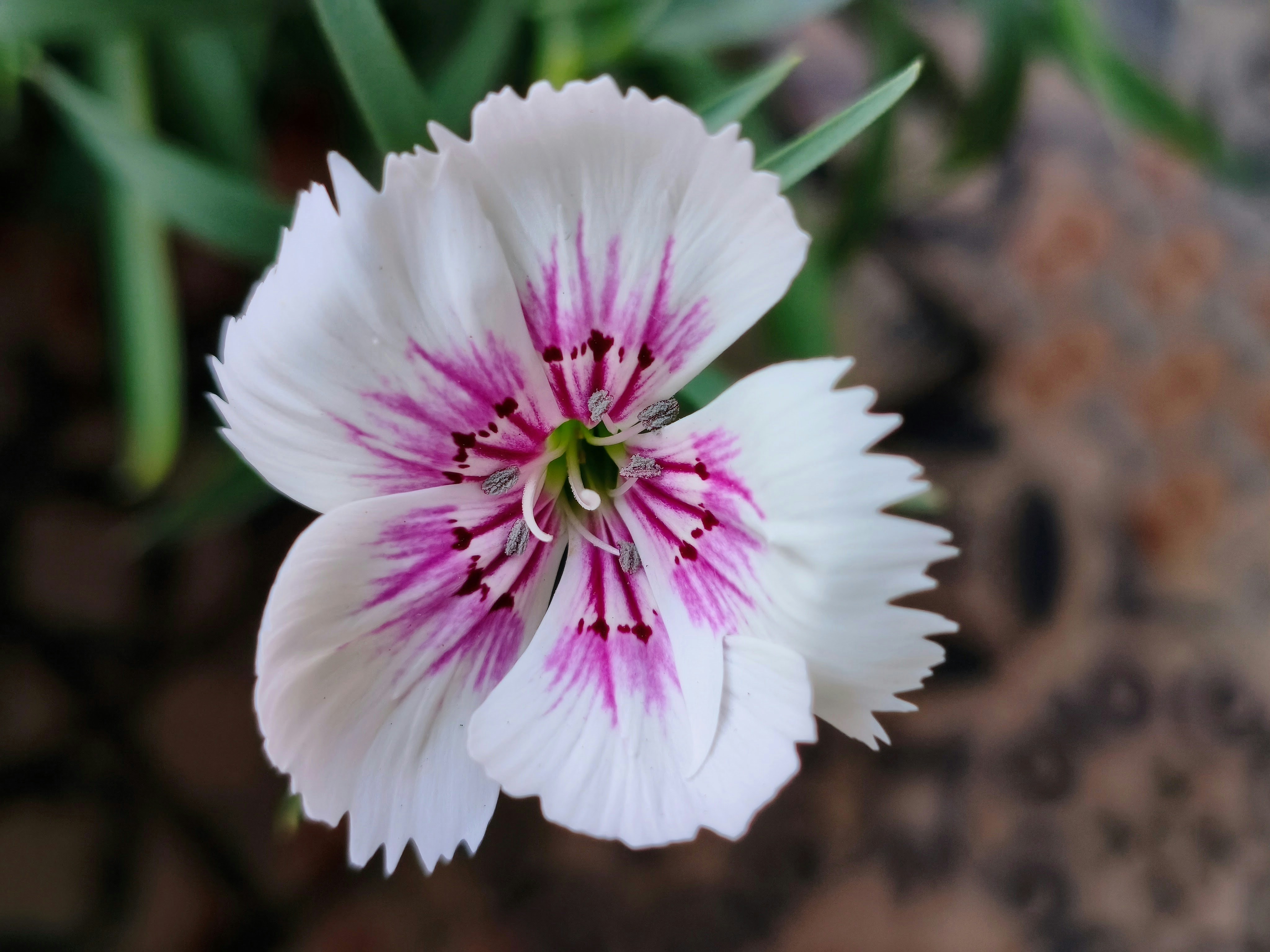 White bloom with magenta-redden center in garden bed