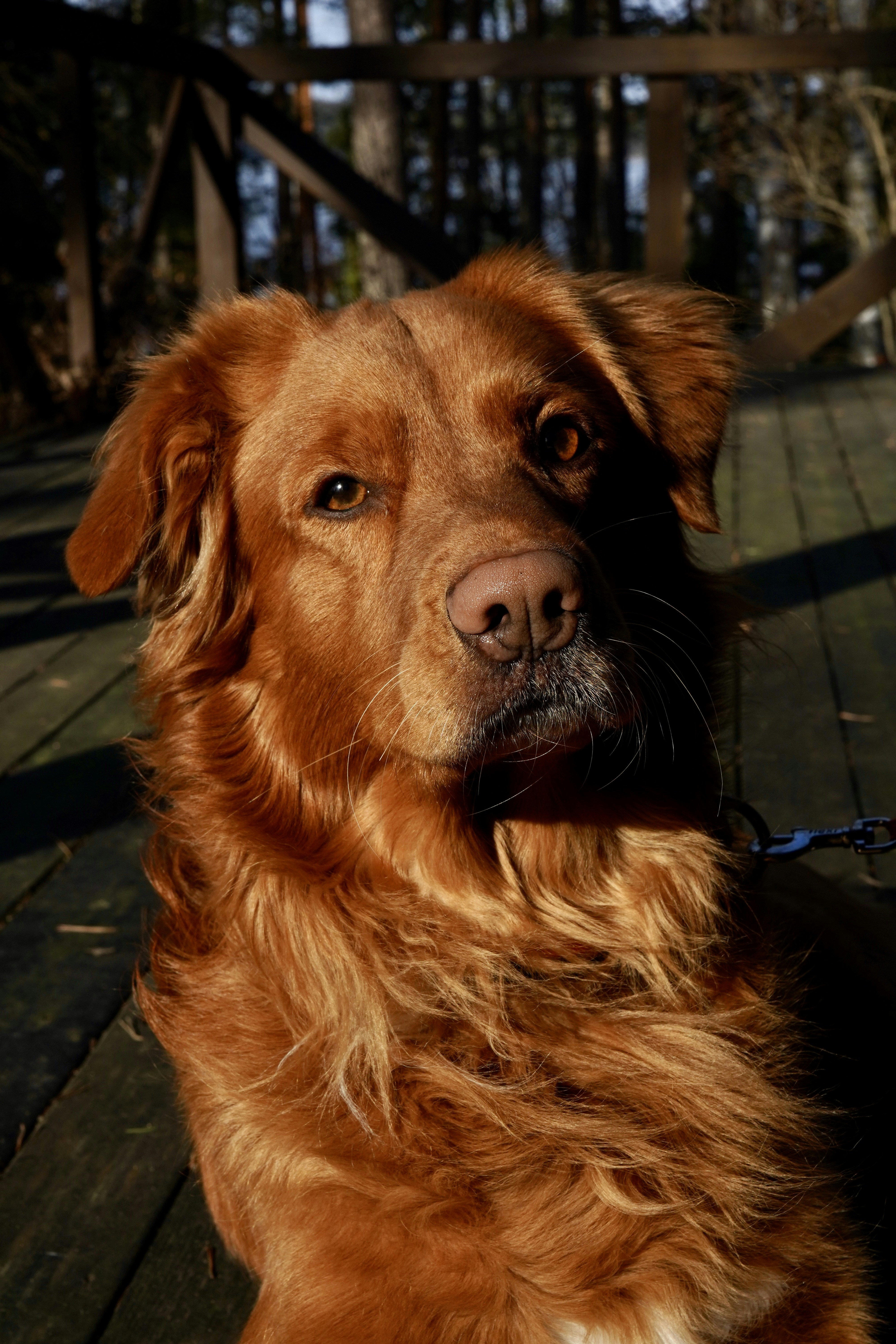 Amber Watcher: a golden retriever basking in woodland light