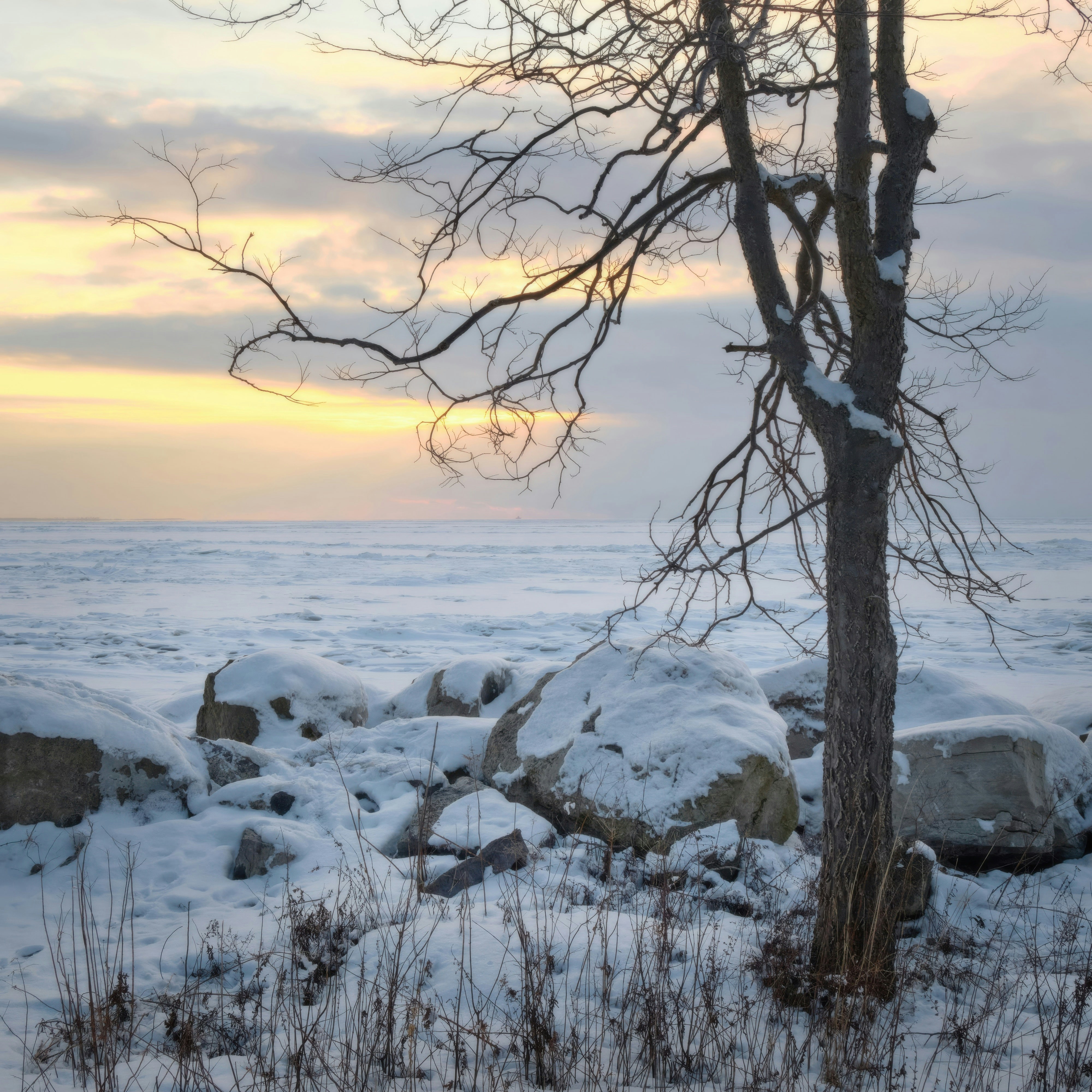 Winter Sentinel by the Ice‑Damged Shore