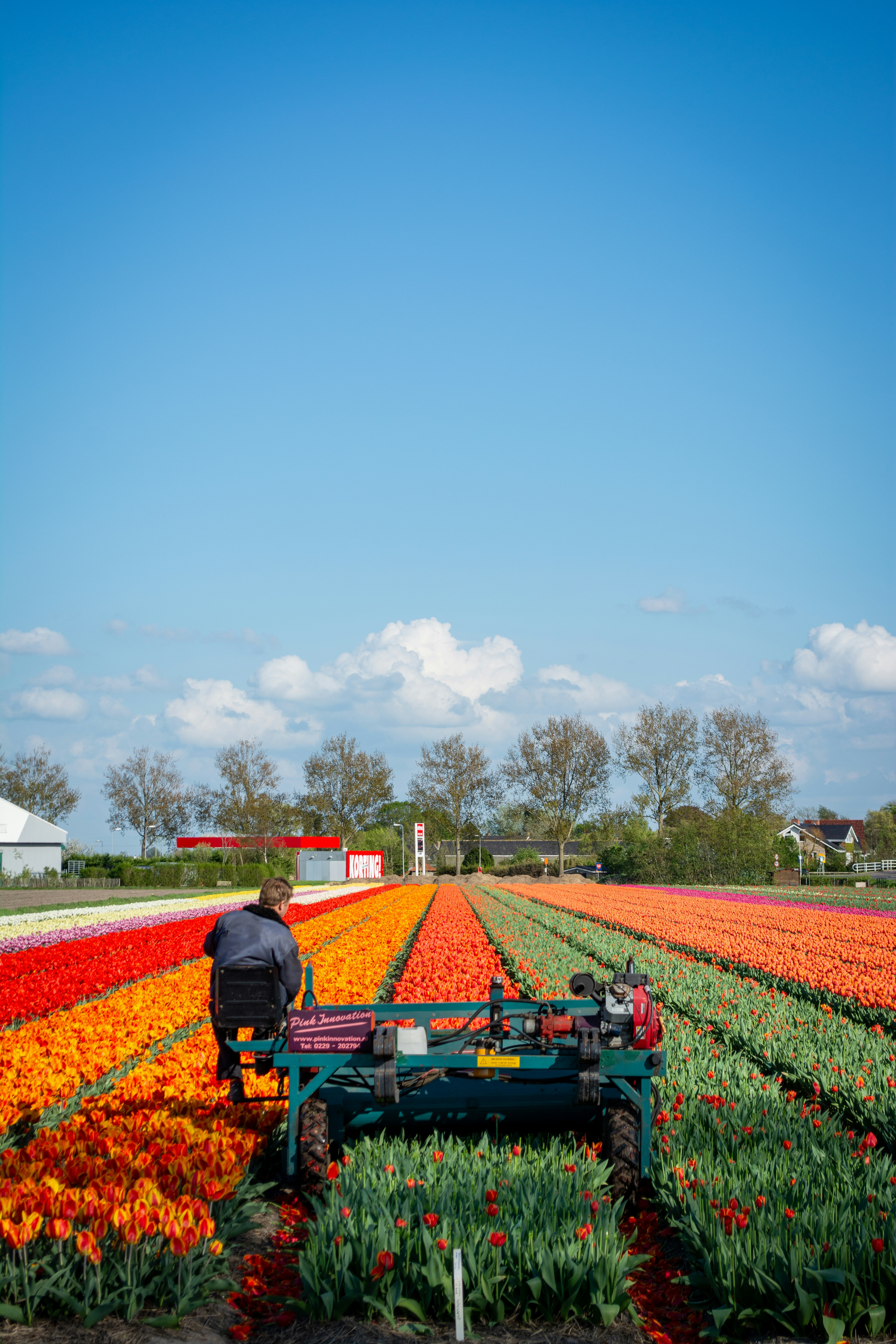 Rows of Tulips and a Farm Wagon: A Sunlit Field Portrait