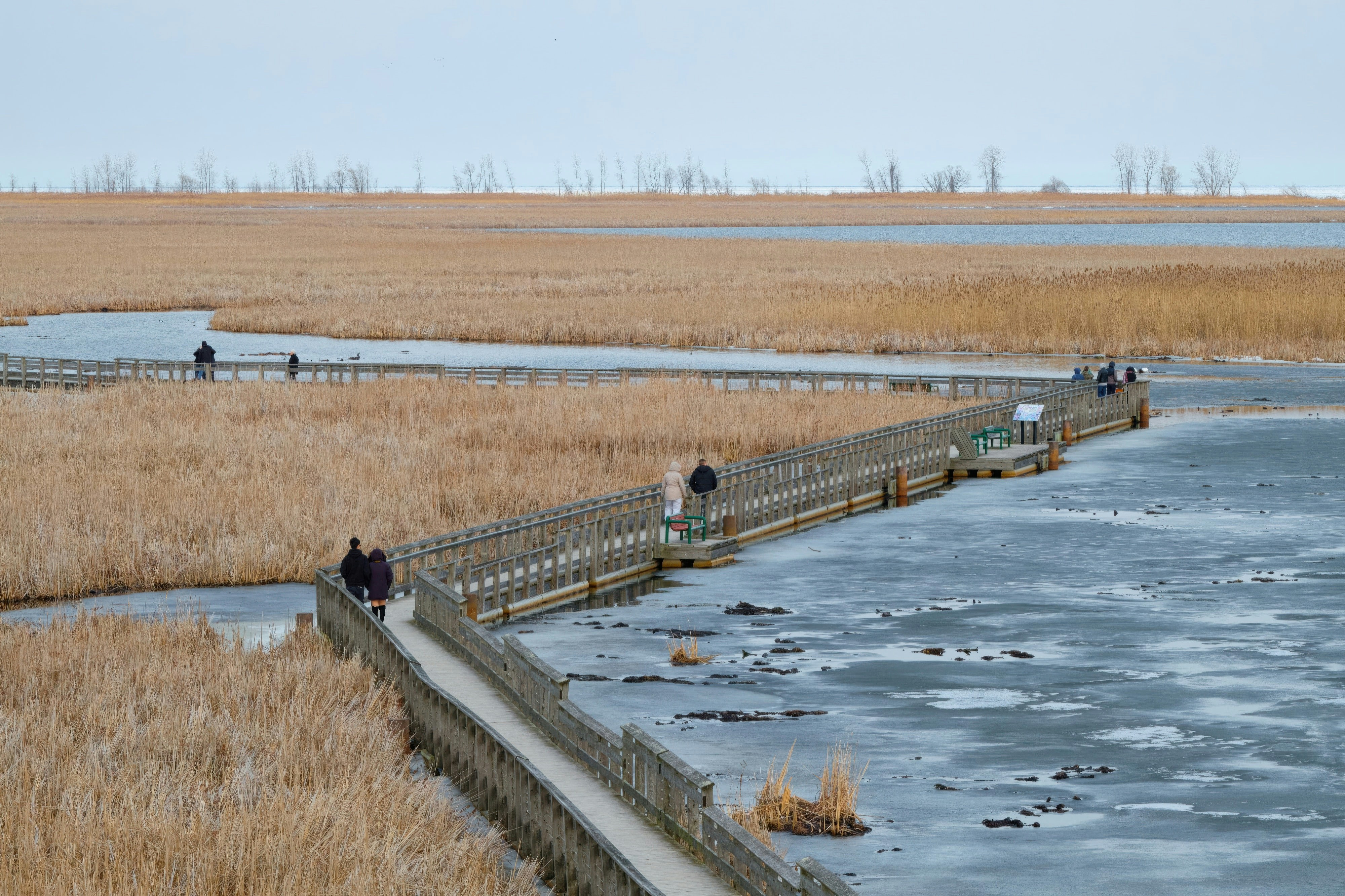 Boardwalk Through Wetland Winter Gray