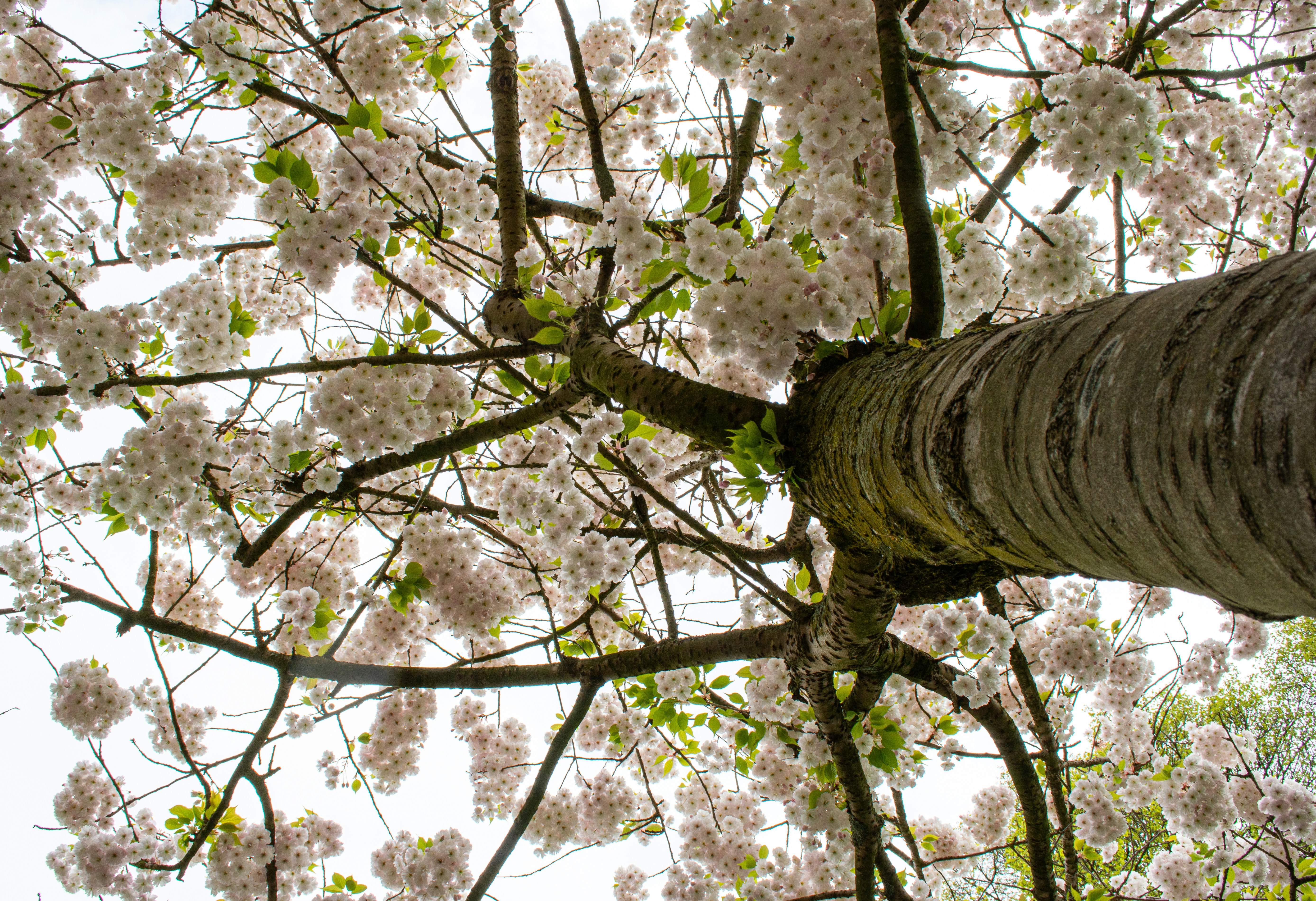 Blossoms Reaching Toward the Sky: A Tree Trunk Framing a Cloud of Pink