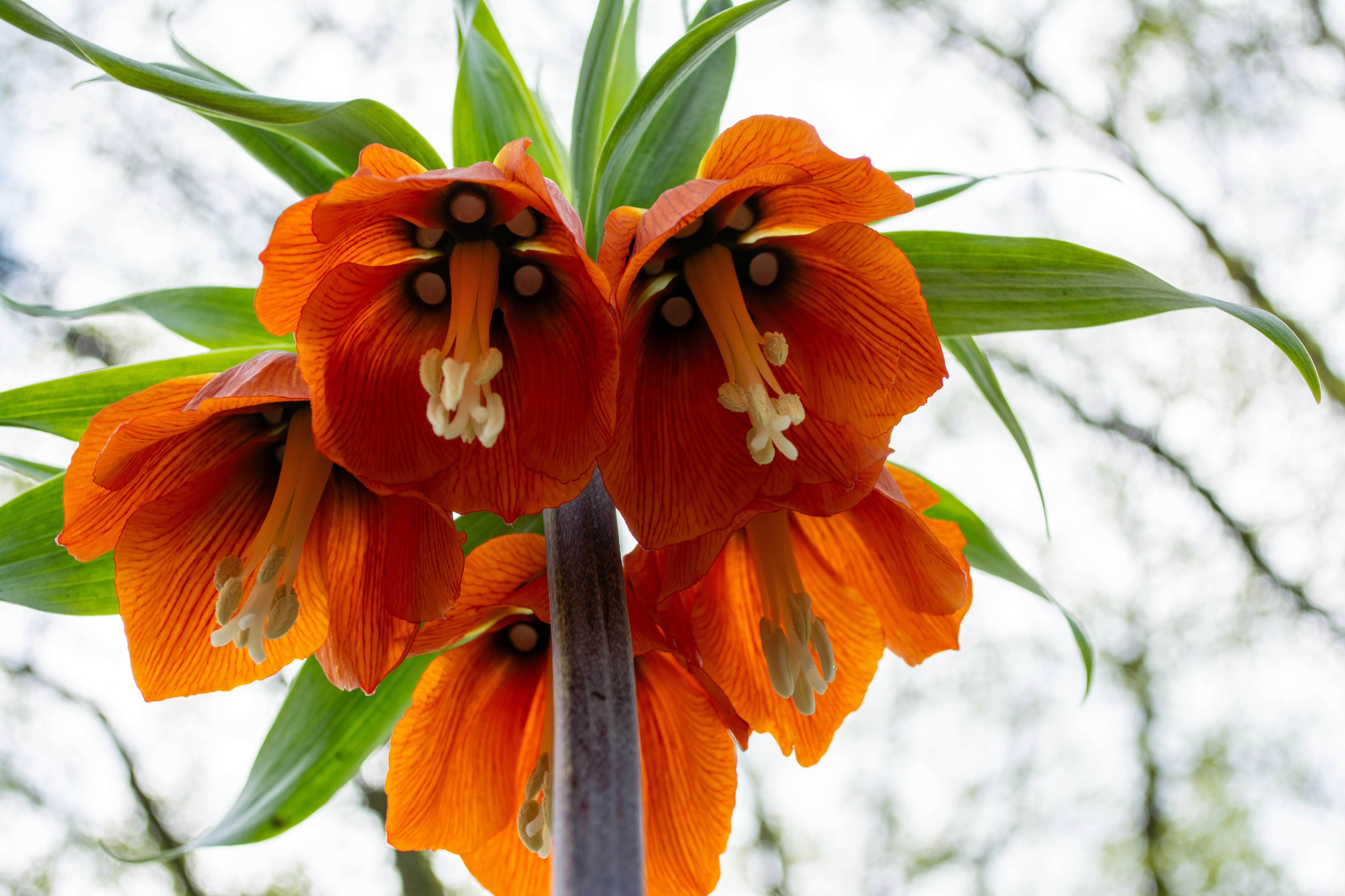 Orange bells in bloom: a close crop of vibrant botanical stamen and petals