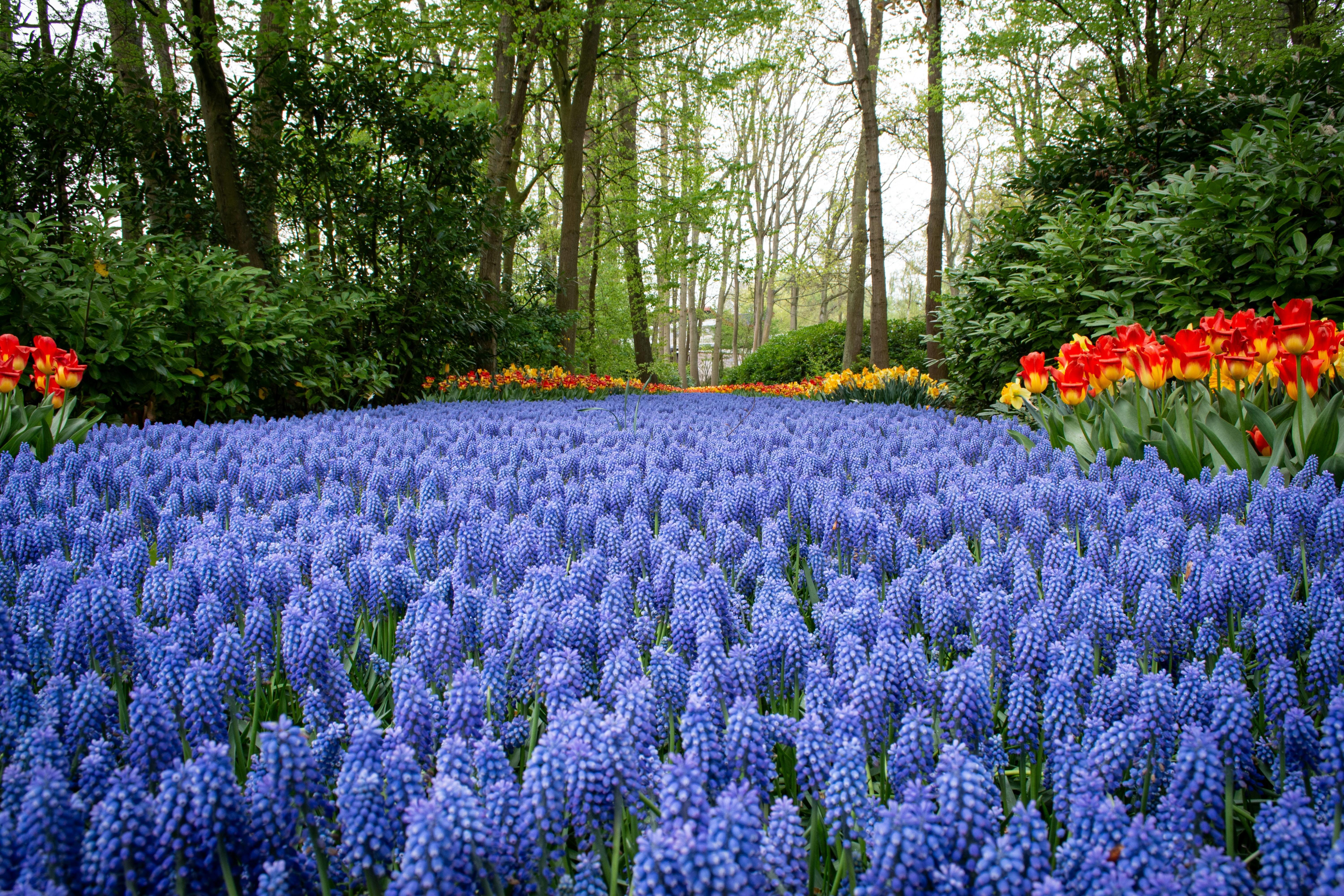 Sea of Indigo and Crimson: A Garden Path Through Spring