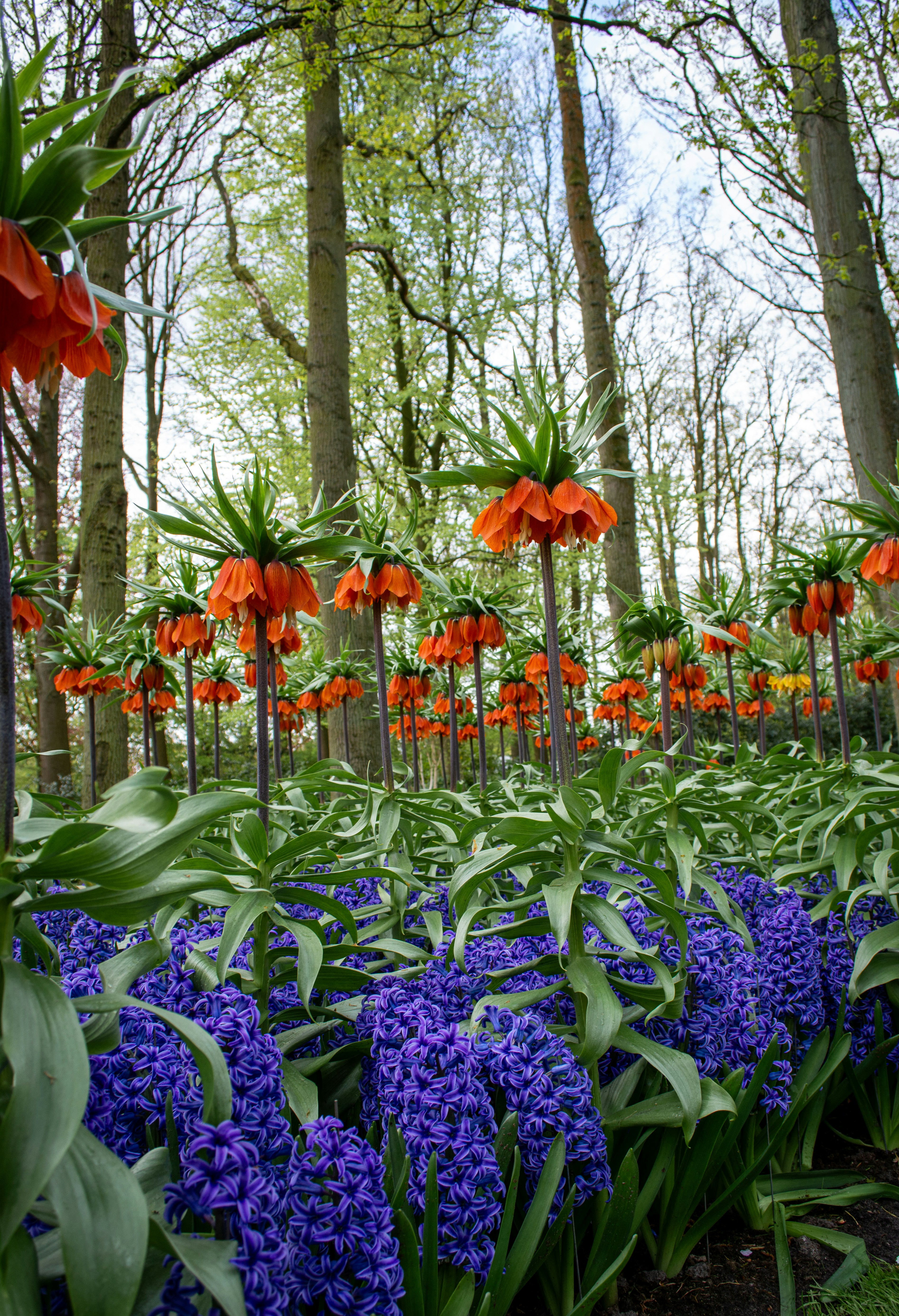 Scarlet Dutchman and midnight bells: a forest floor in bloom