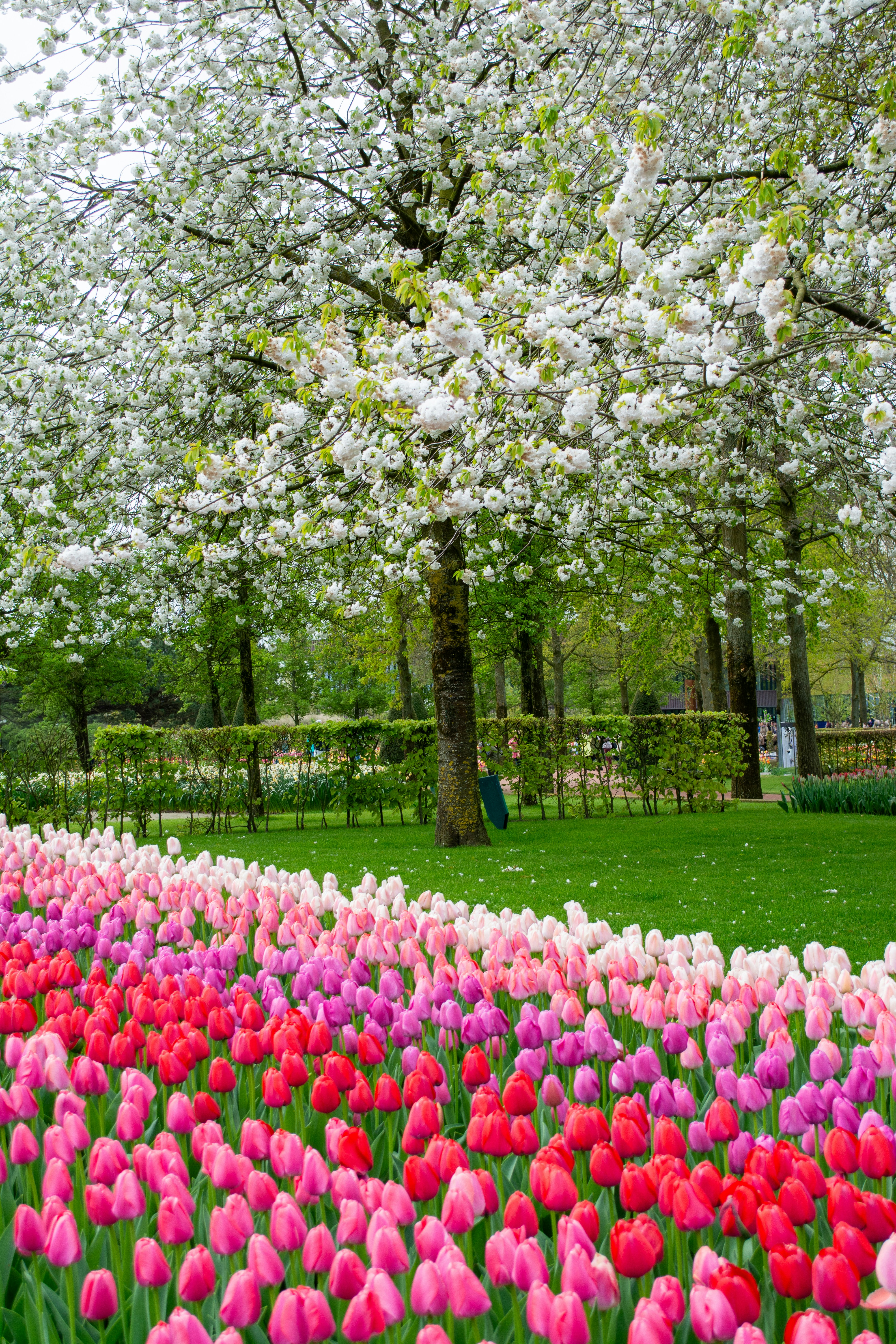 Scarlet Tulips at the Foot of Blooming Trees in Spring Park