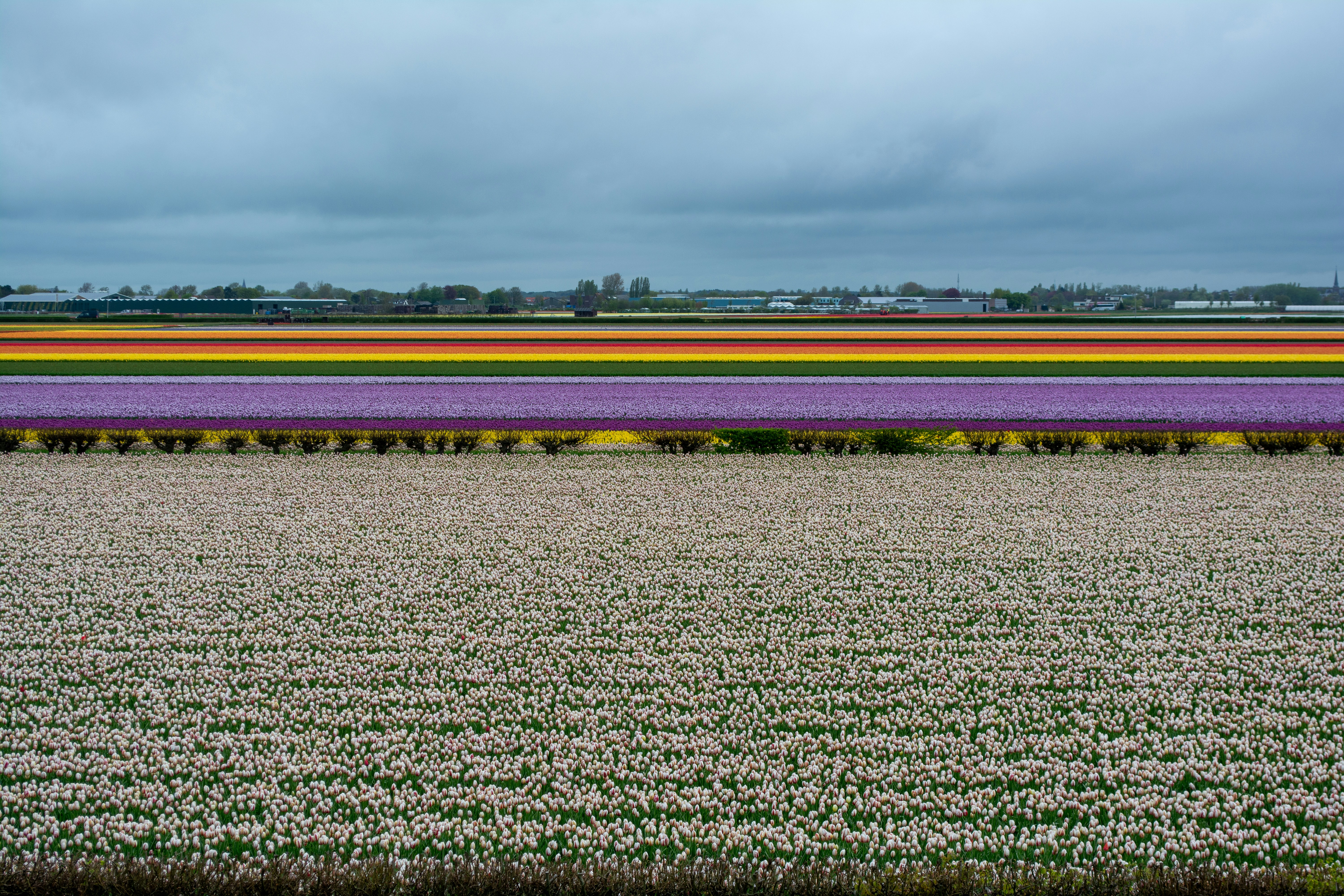 Stripe Fields at Distant Horizon