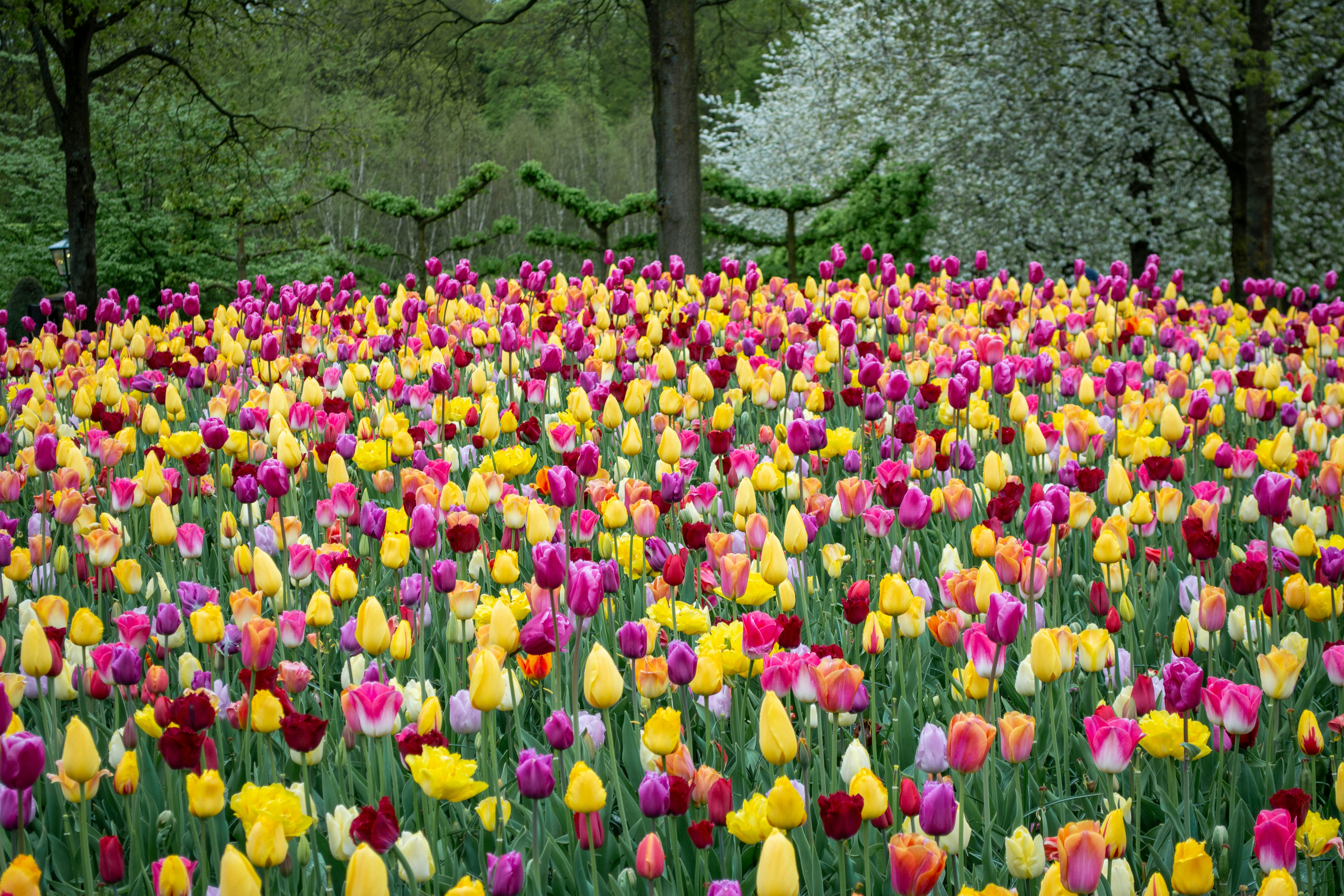 A Sea of Tulips: Colorful Field Under a Verdant Arbor