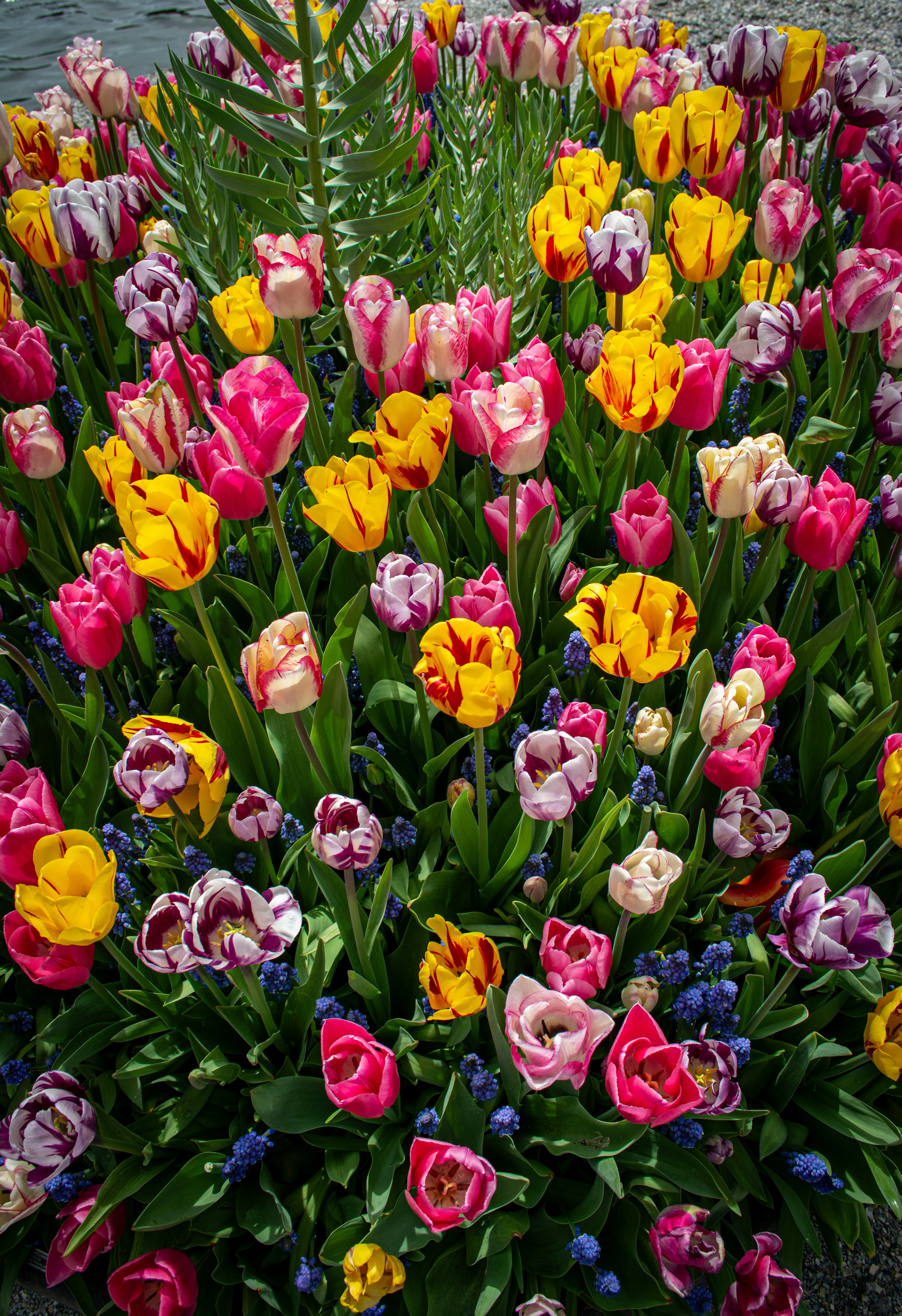 Bursting with color and joy, this vibrant bed of tulips captures the heart of spring in Den Haag 🌷. A riot of pinks, yellows, and purples dances in the sunlight—an irresistible call for wanderers and flower lovers alike.