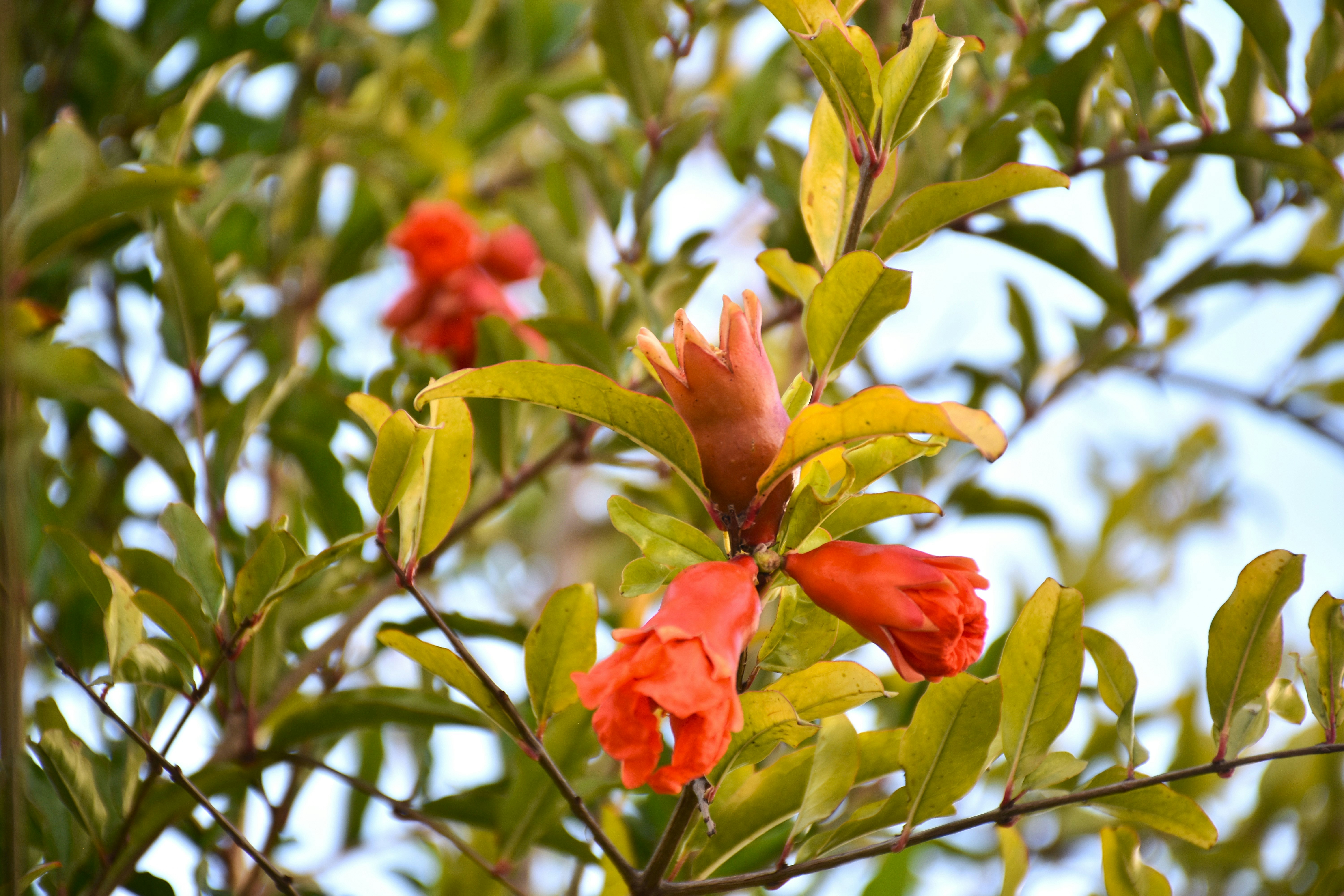 Crimson Bloom in the Sunlit Foliage