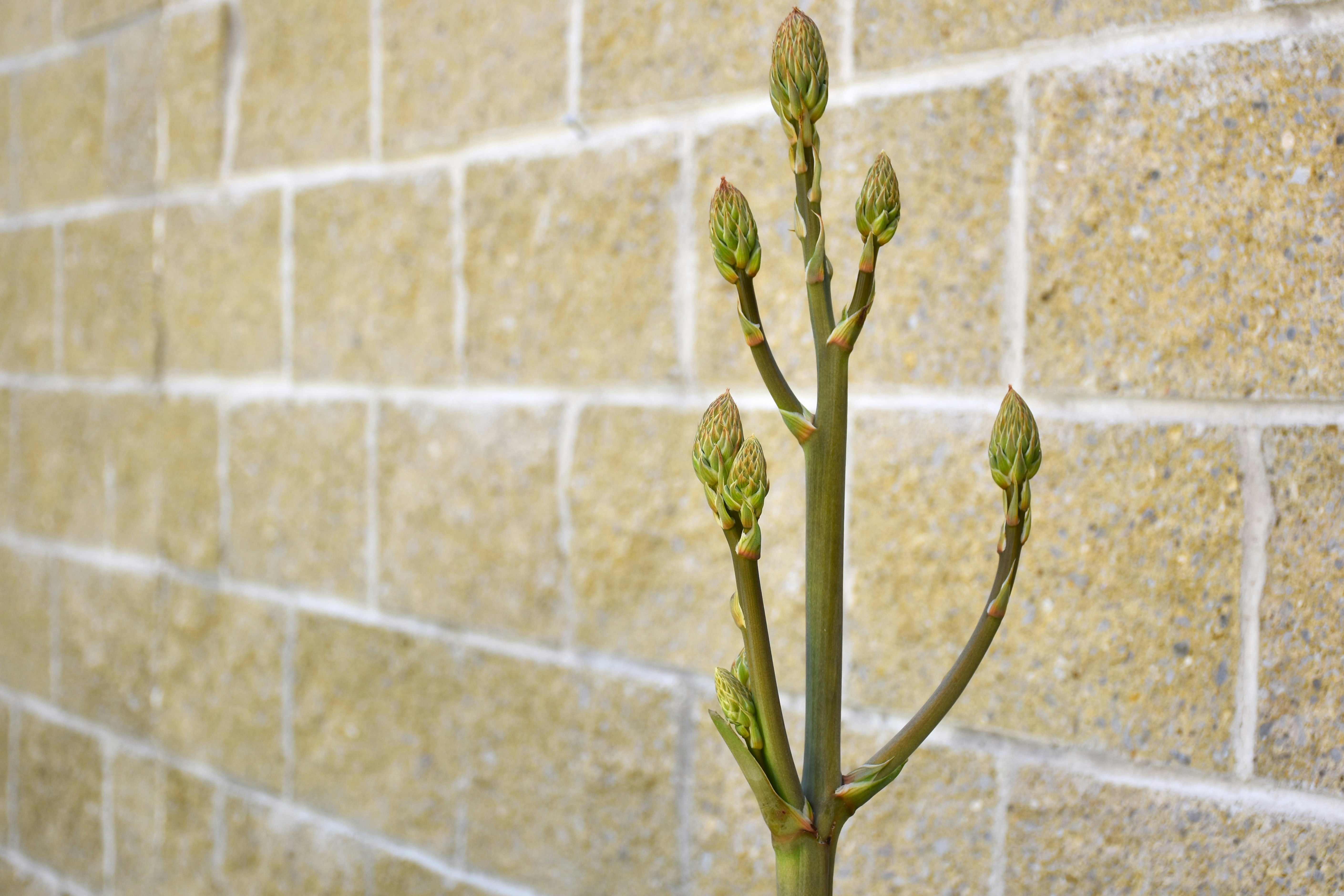 Tender Buds Against a Brick Facade