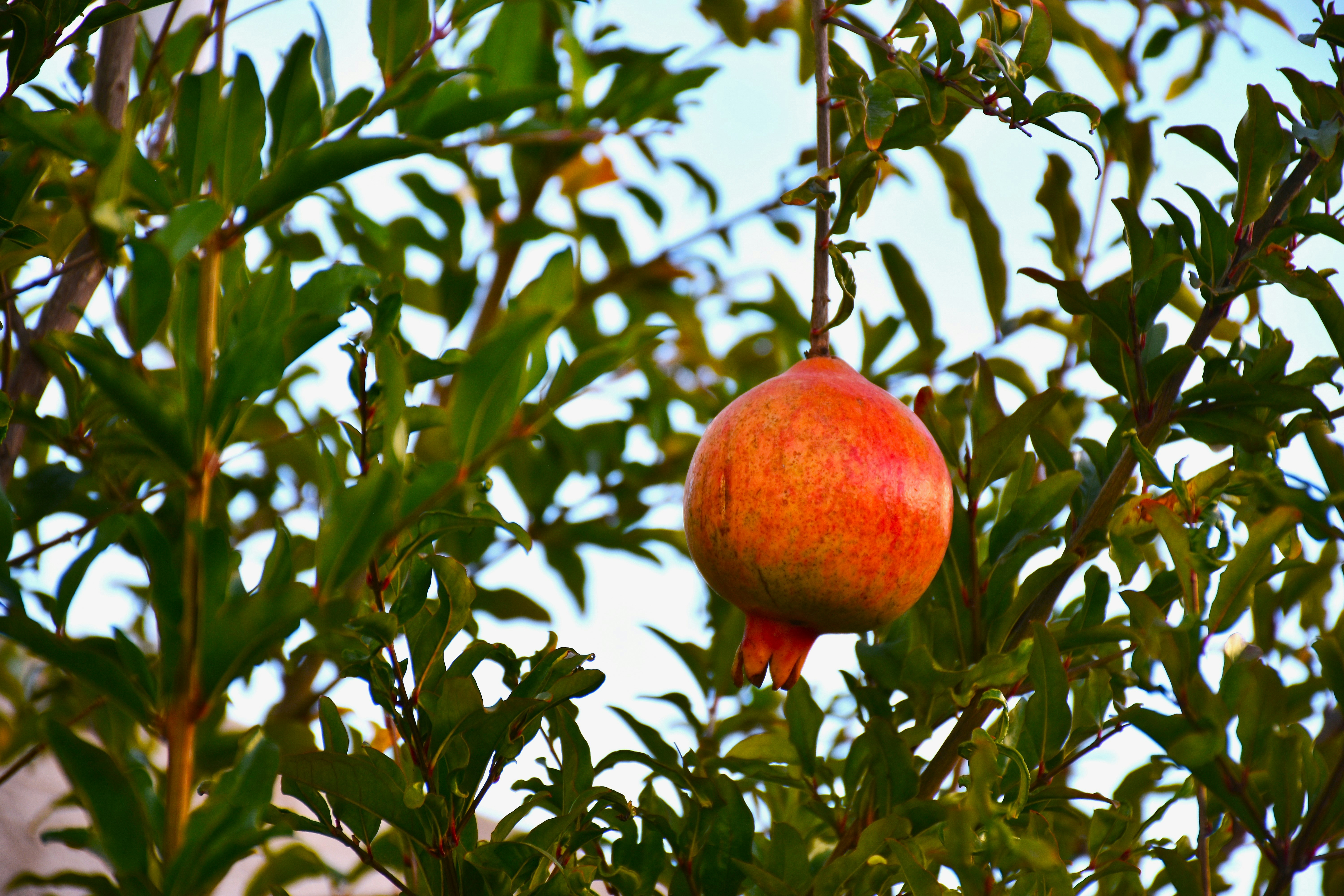 Scarlet Fruit in a Green Canopy