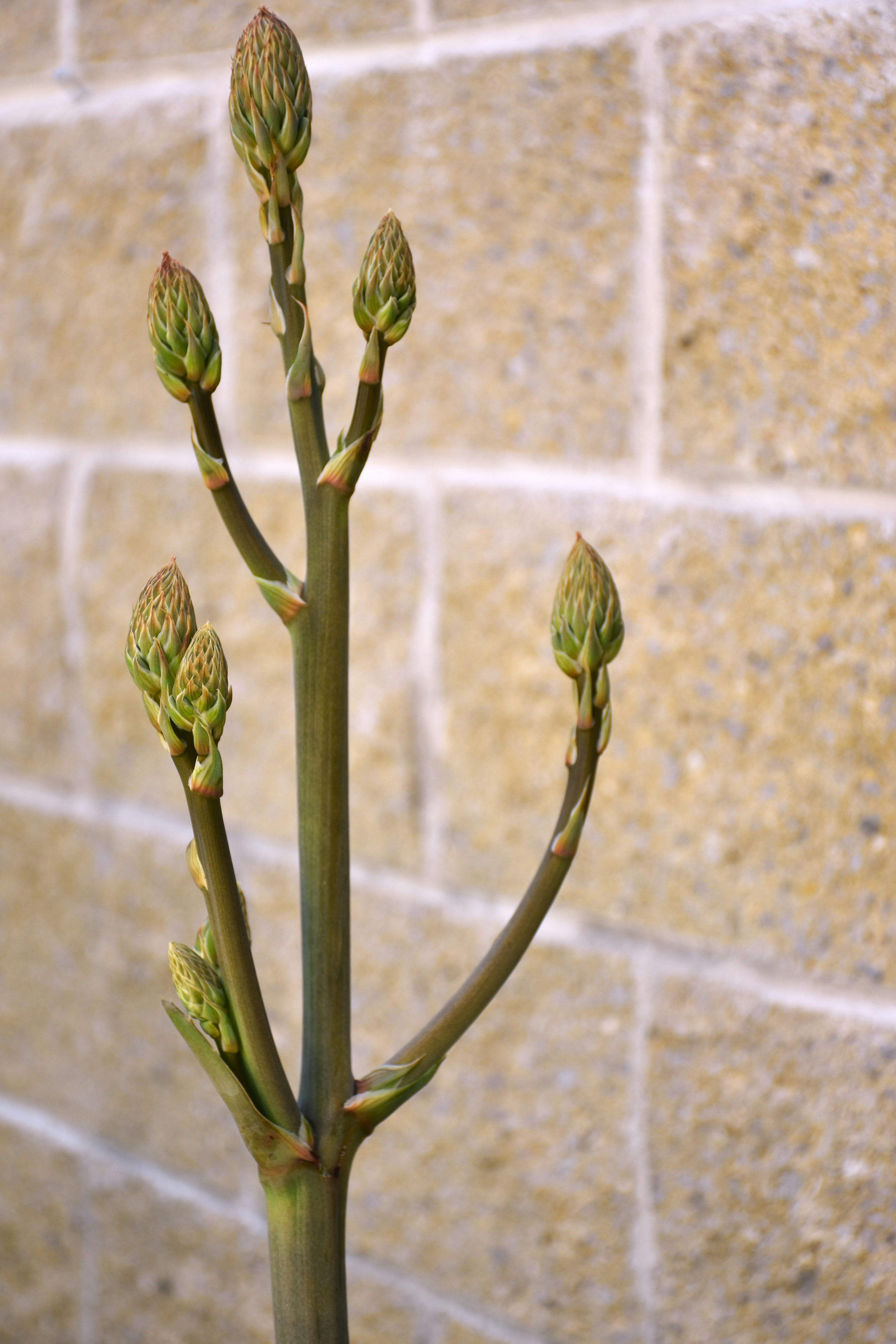 Emerging Buds Against a Masonry Backdrop