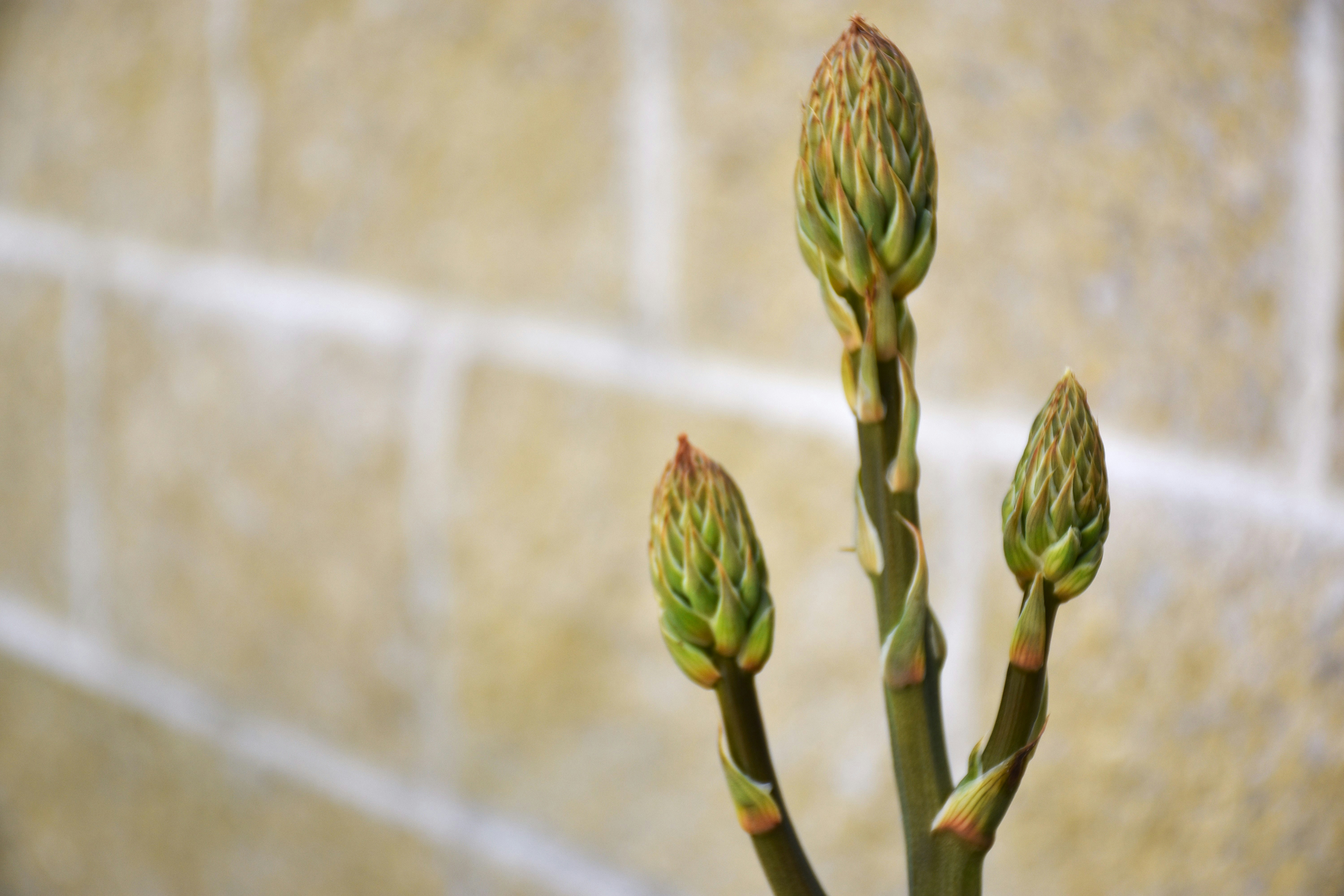 Bud Stage in Early Spring: Buds Emerging Against a Weathered Wall